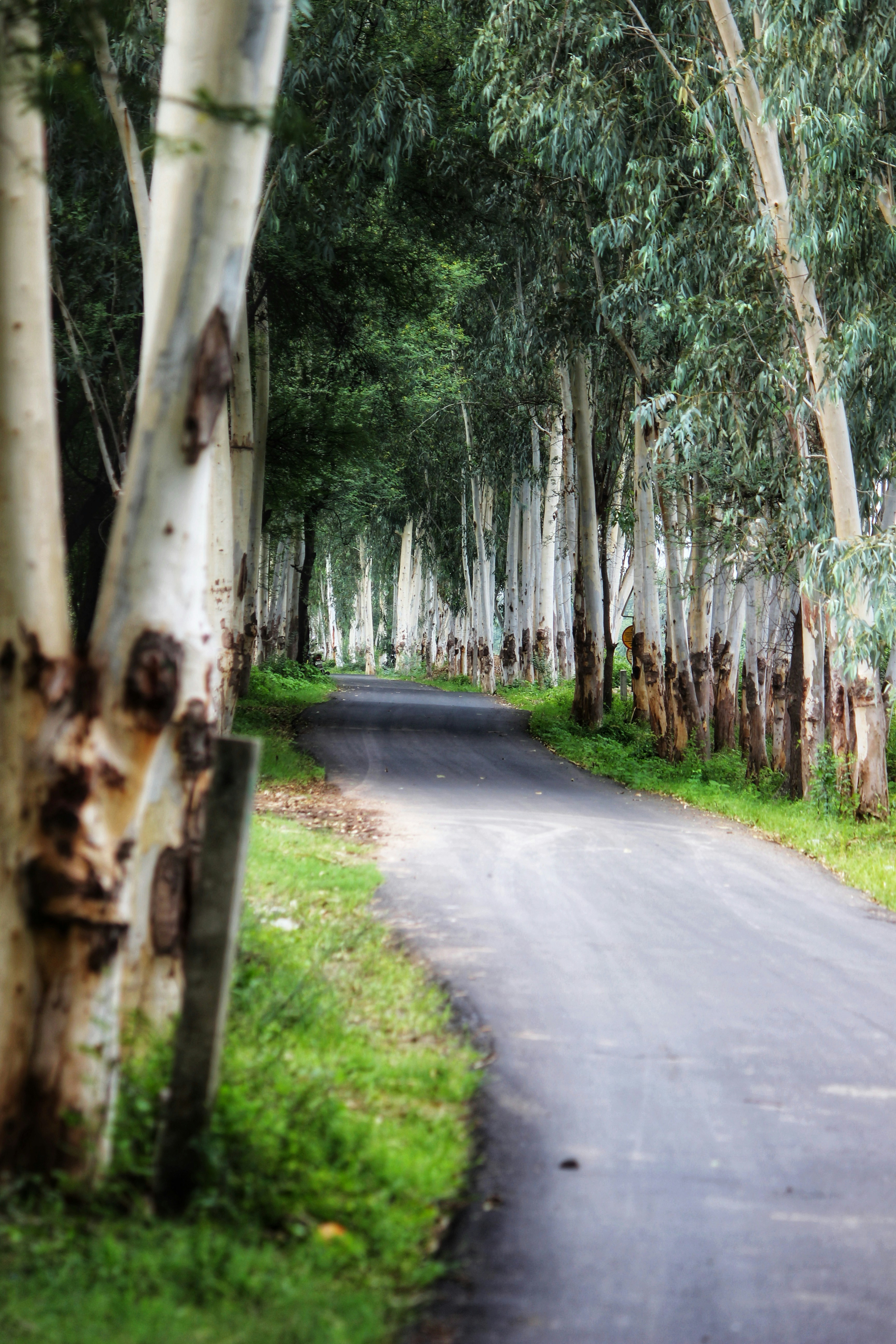 Whispering Pines on a Quiet Road