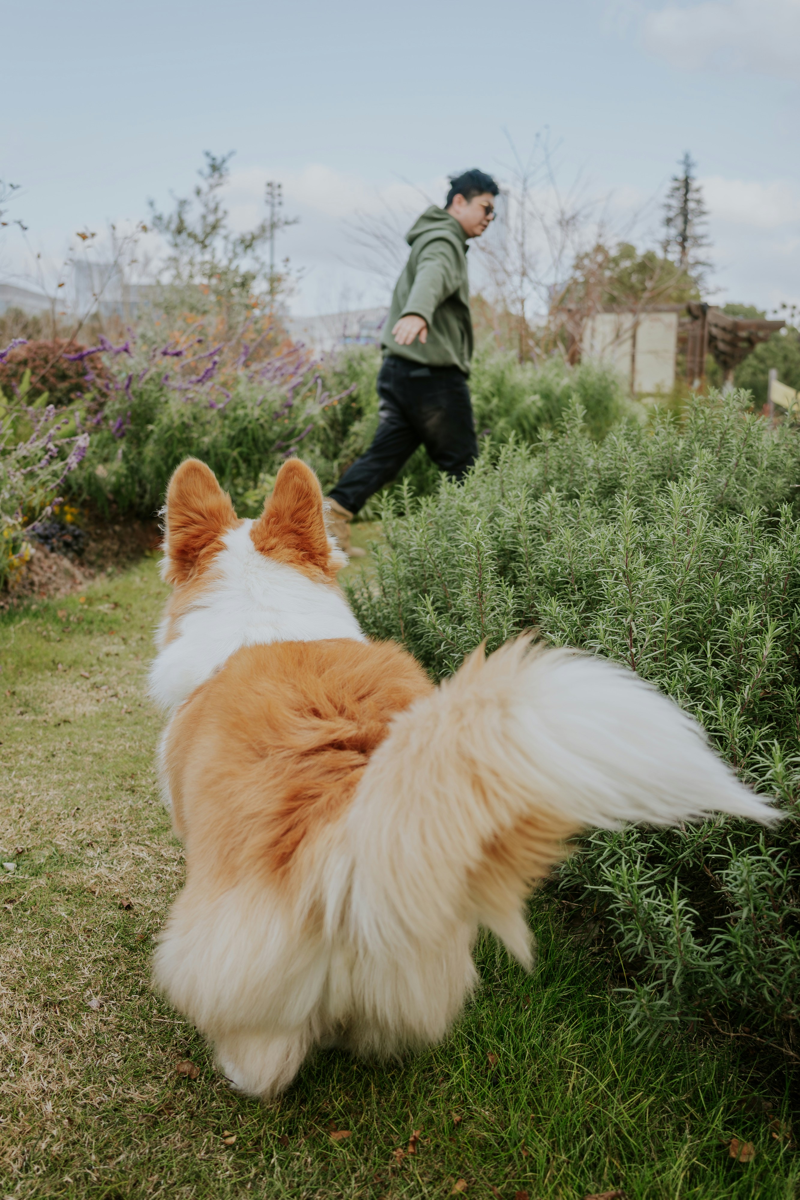 Chase Through Lavender: A Tail-Wagging Walk in the Garden