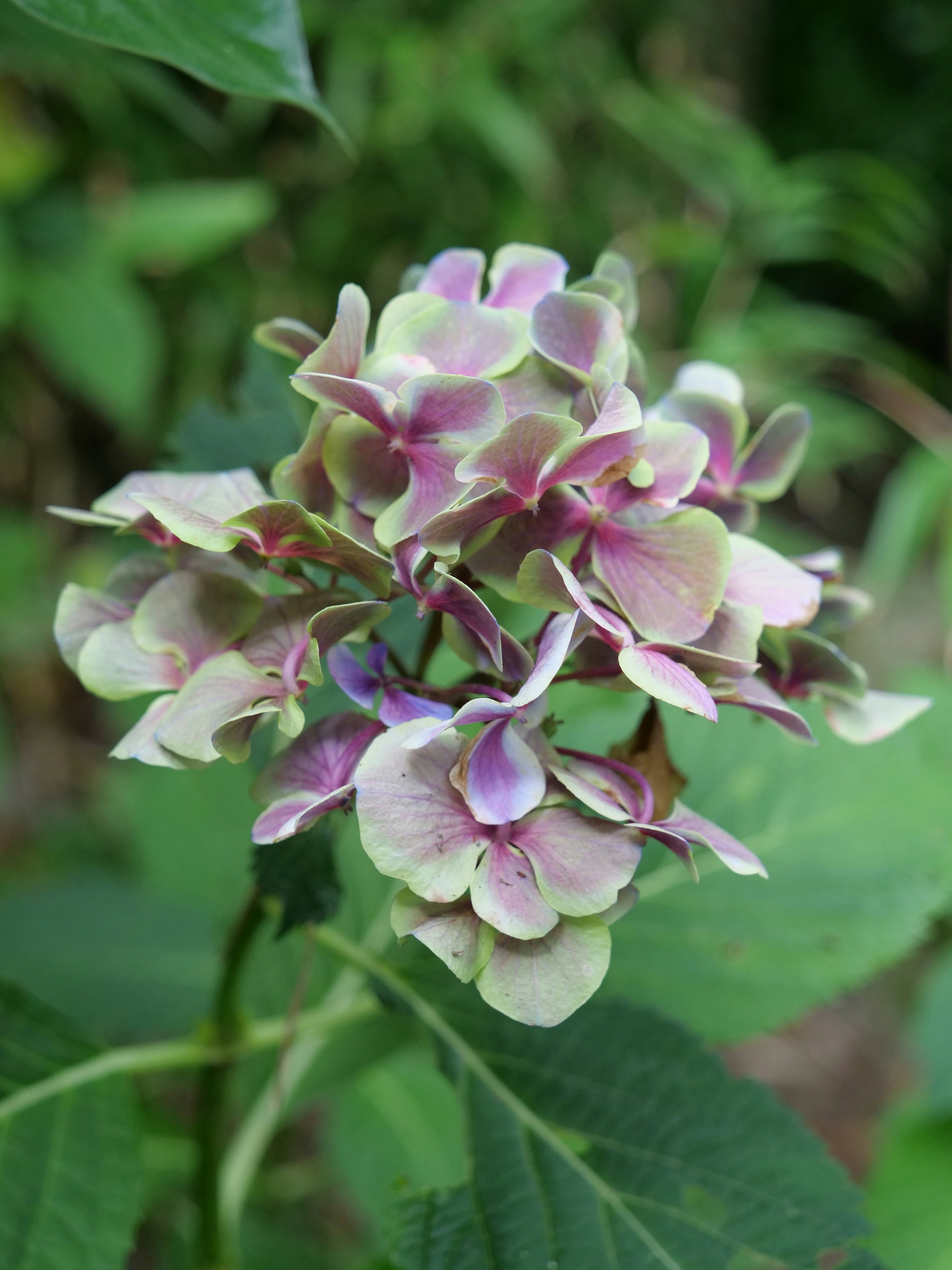 Pastel Hydrangea Cluster in Soft Garden Light