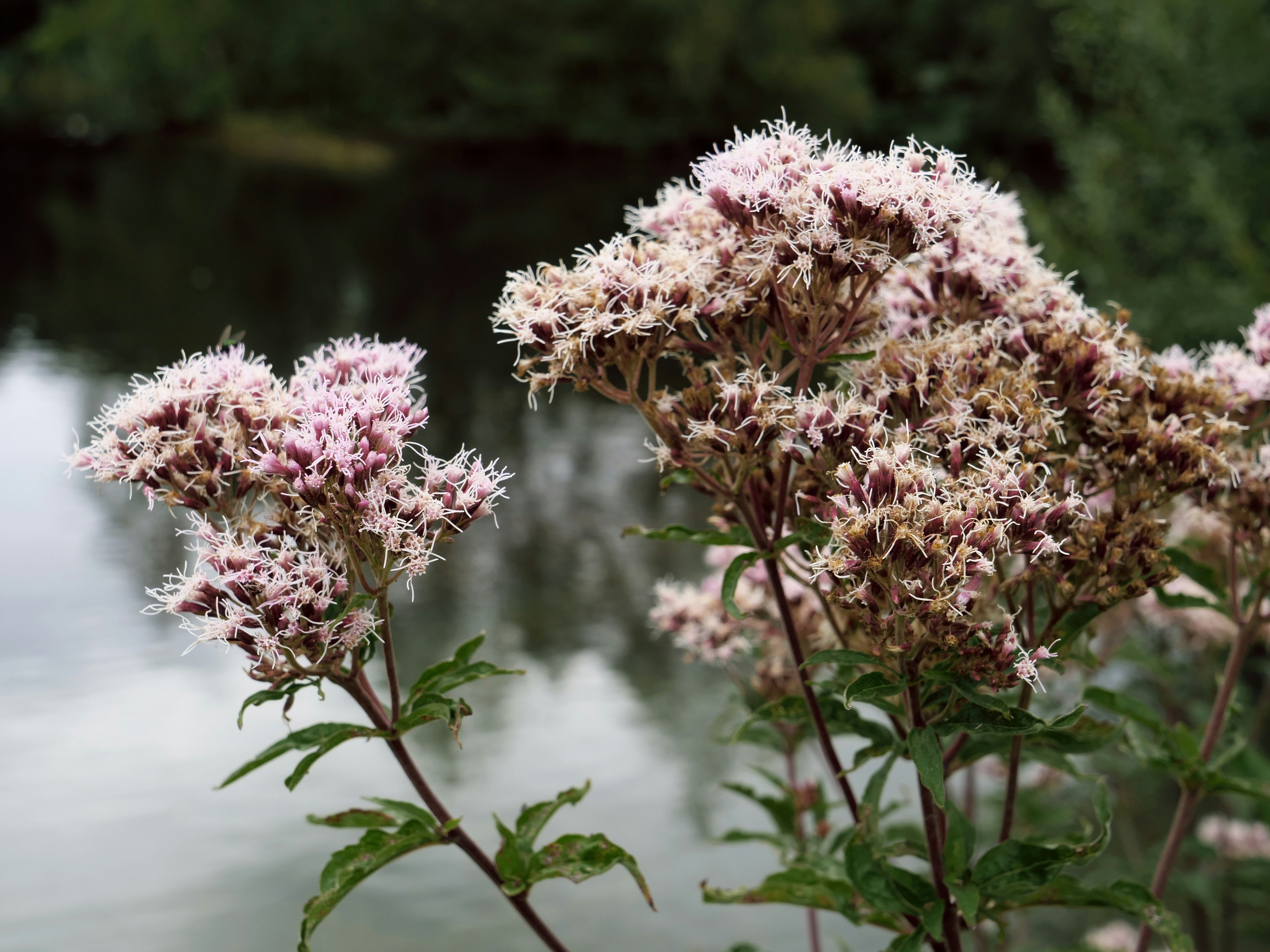Soft-Edged Blooms by the Quiet Water