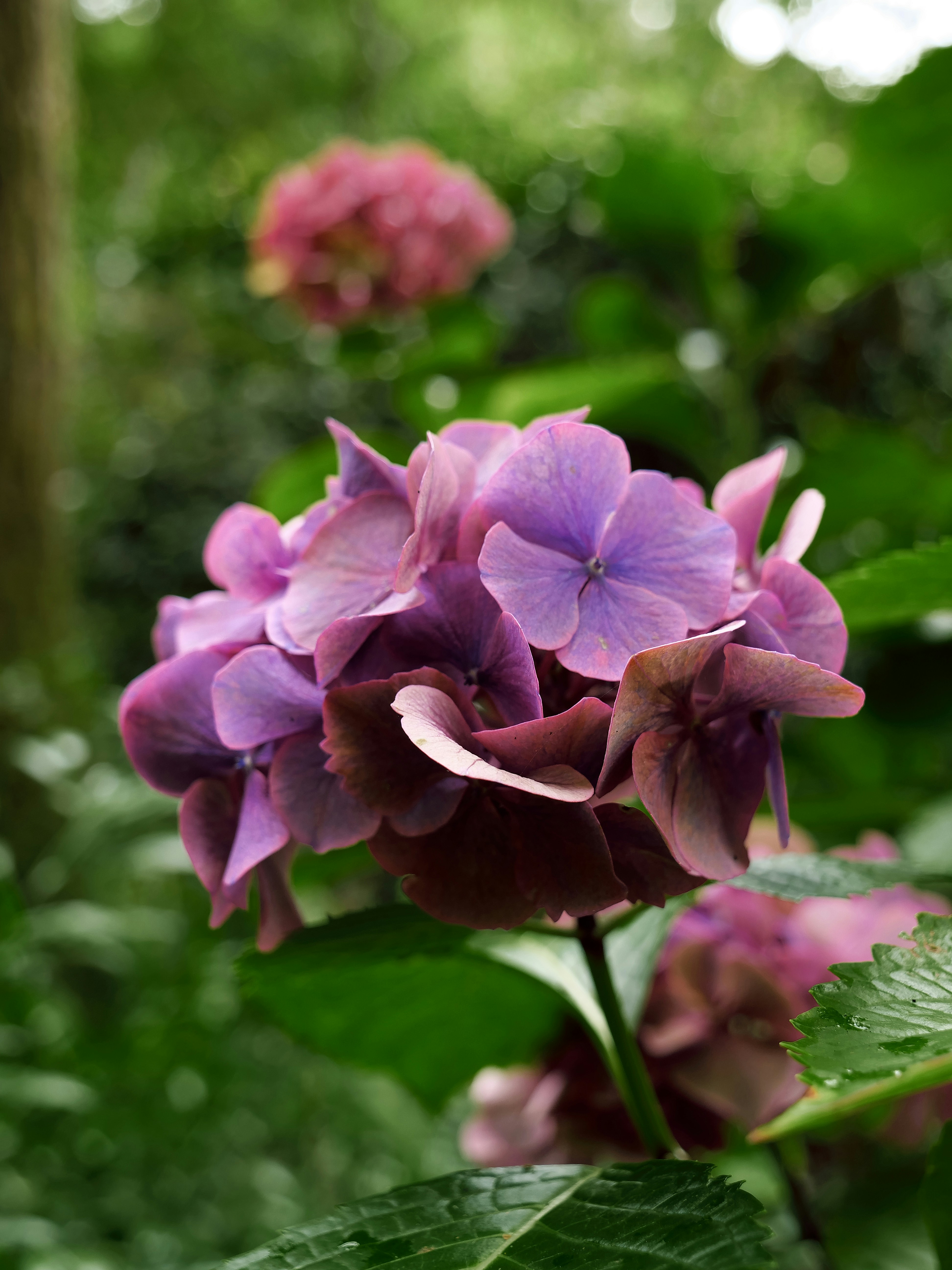 Hydrangea Moment: A Violet Bloom in Soft Focus