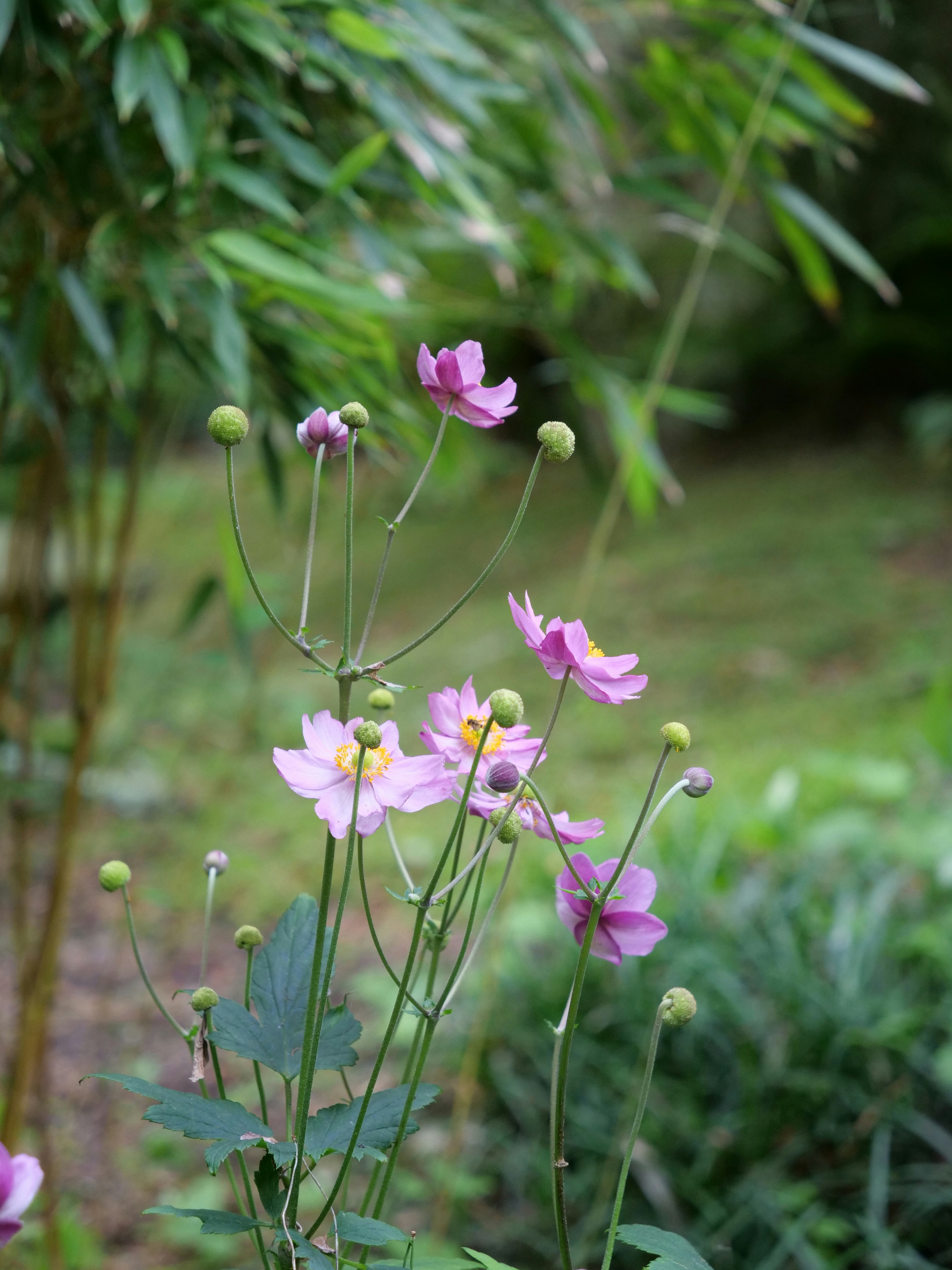 Pink Cosmos in a Quiet Garden Morning