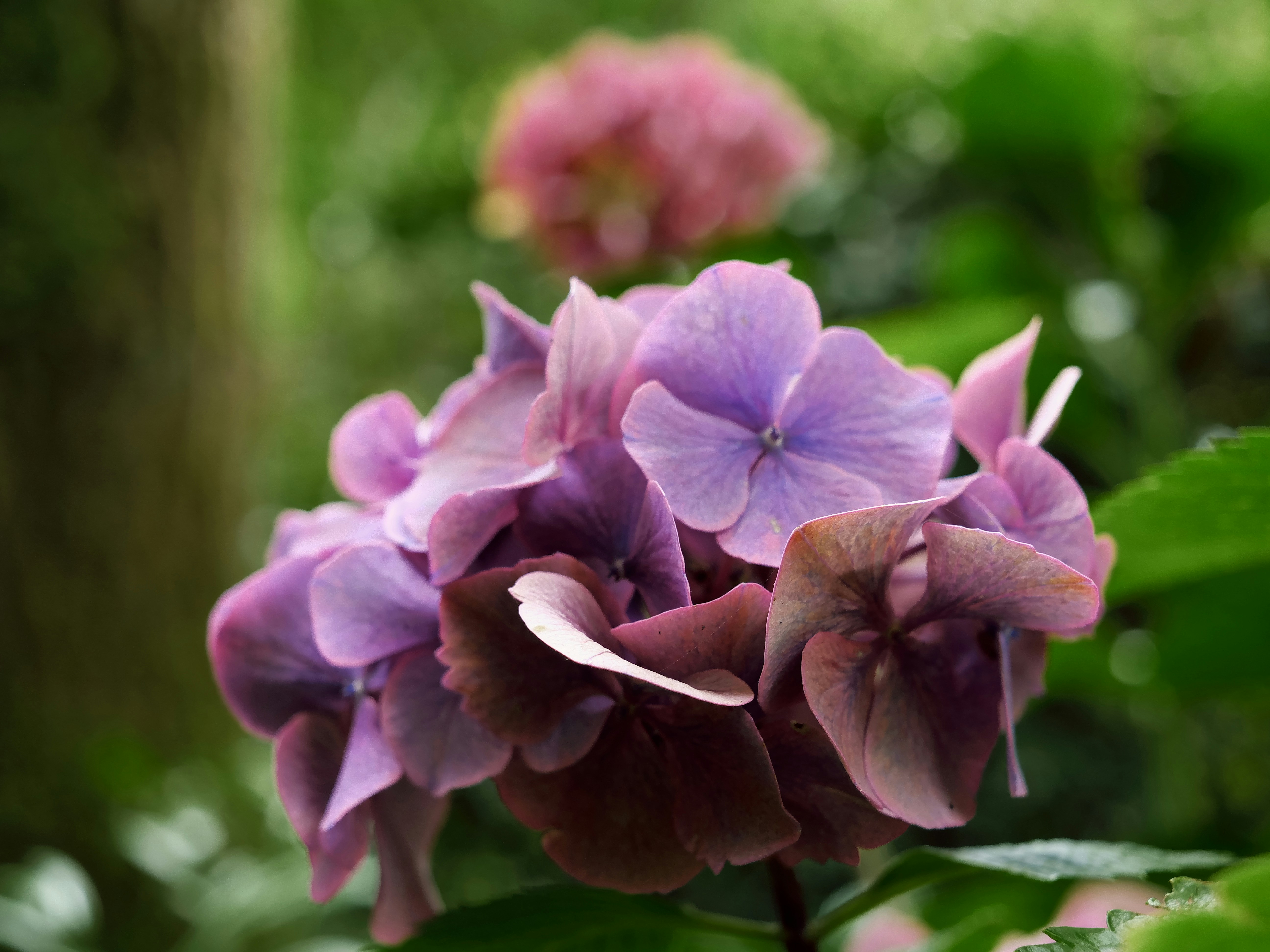 Blooming Hydrangea Crown in a Quiet Garden