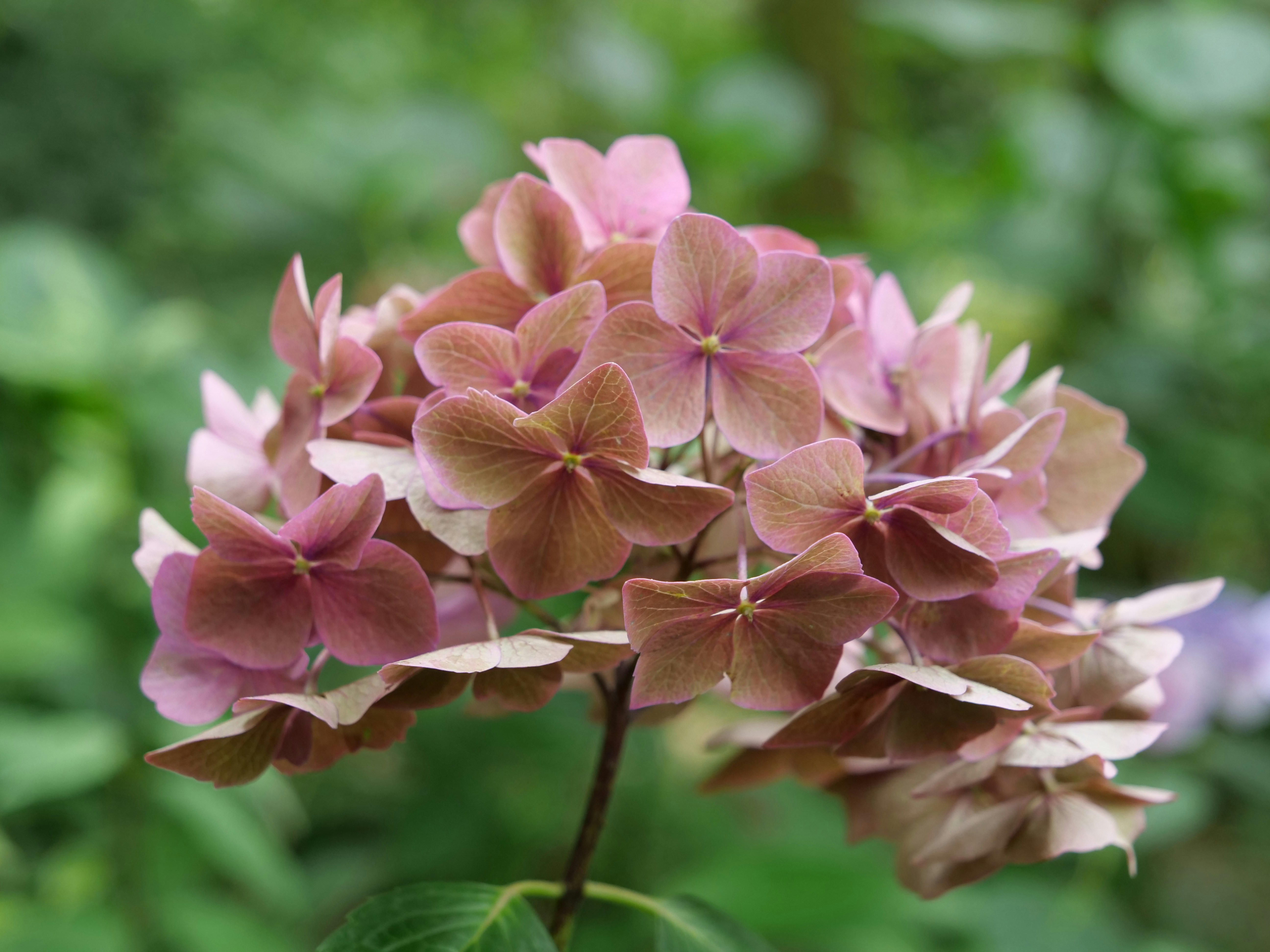 Soft Hydrangea Bunch in Quiet Garden