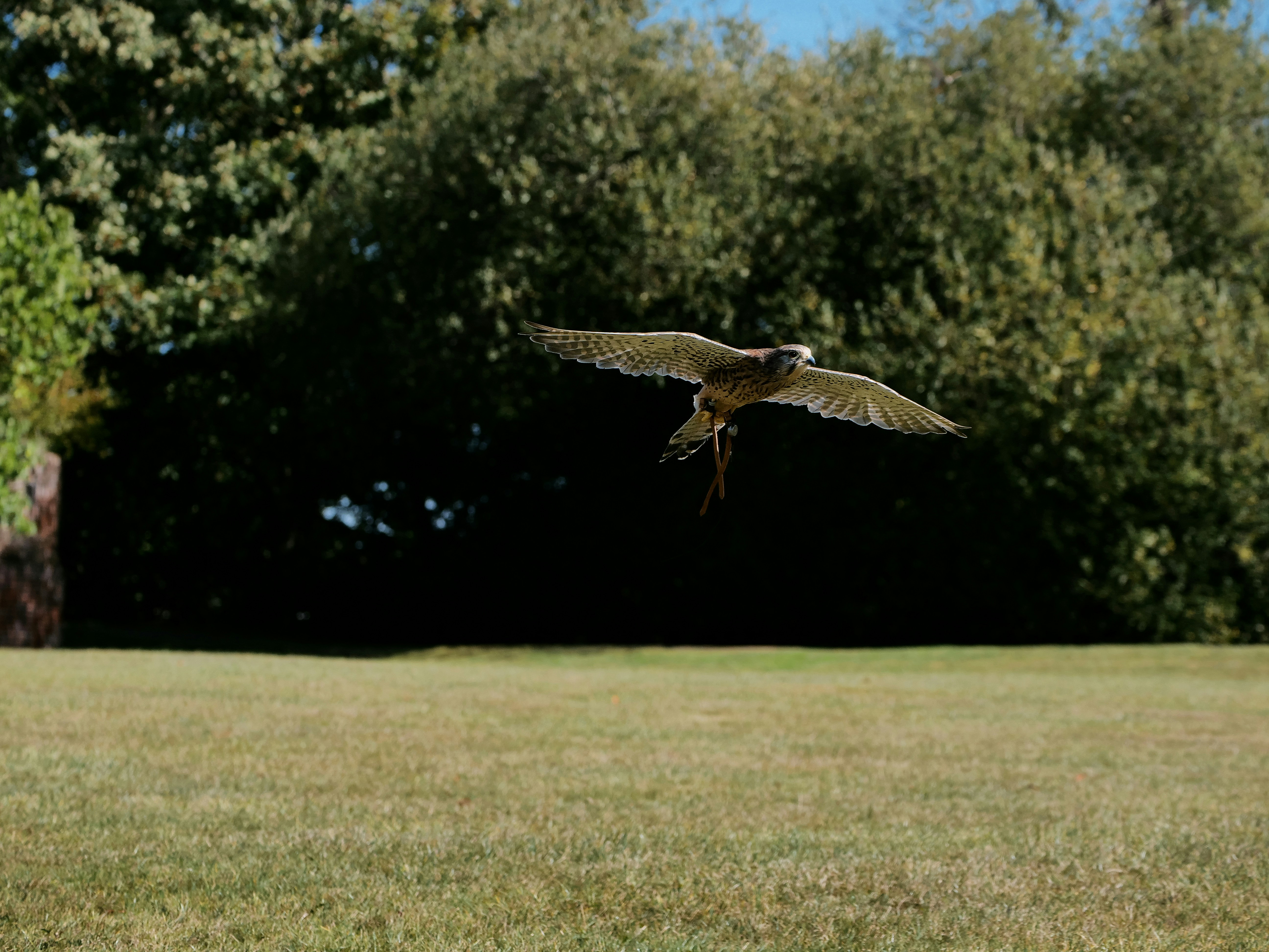 Midair Heron: A Moment of Flight over Sunlit Grass
