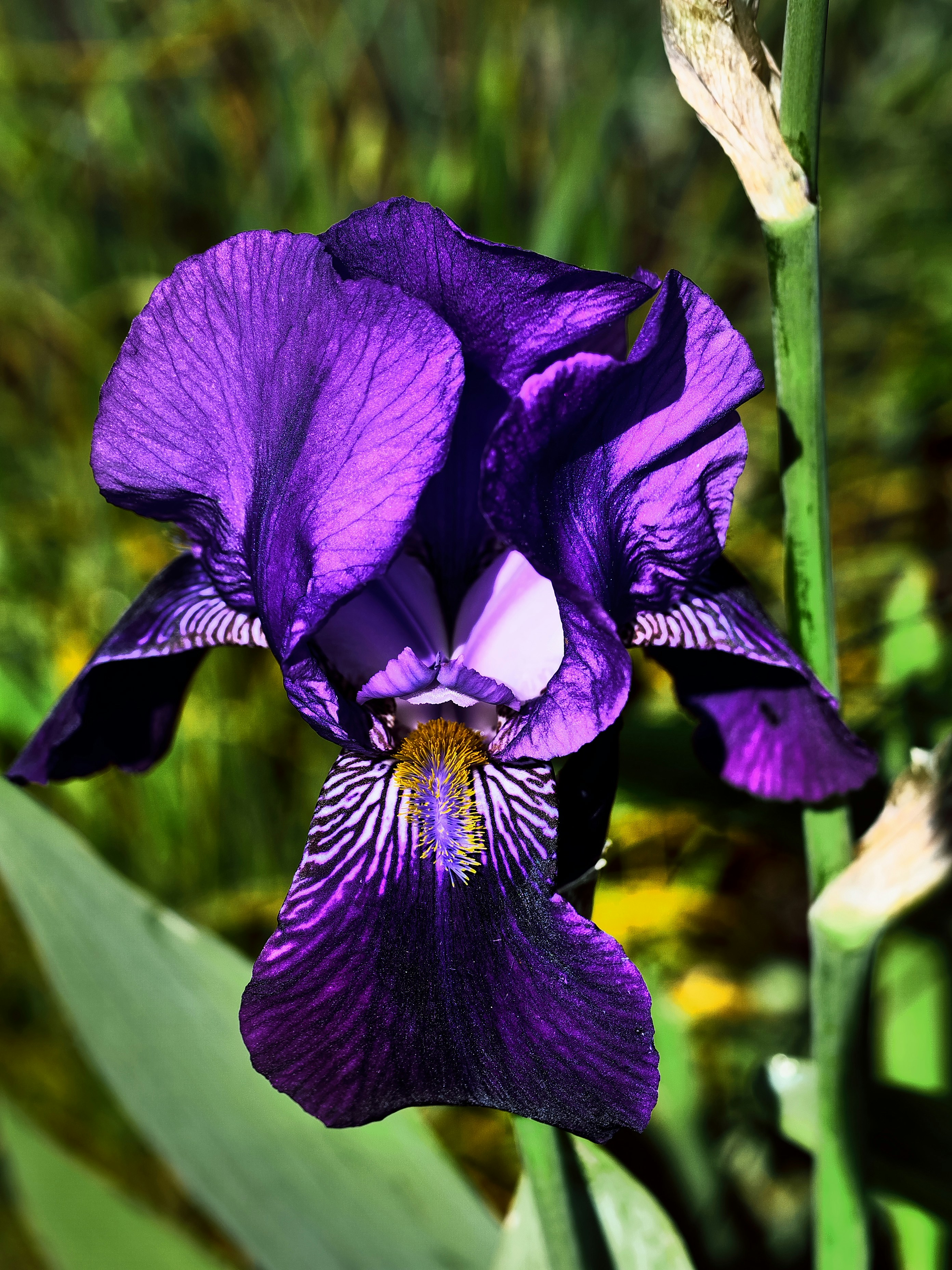 Midnight Iris: A Velvet Purple Bloom Reaching into Sunlit Greens