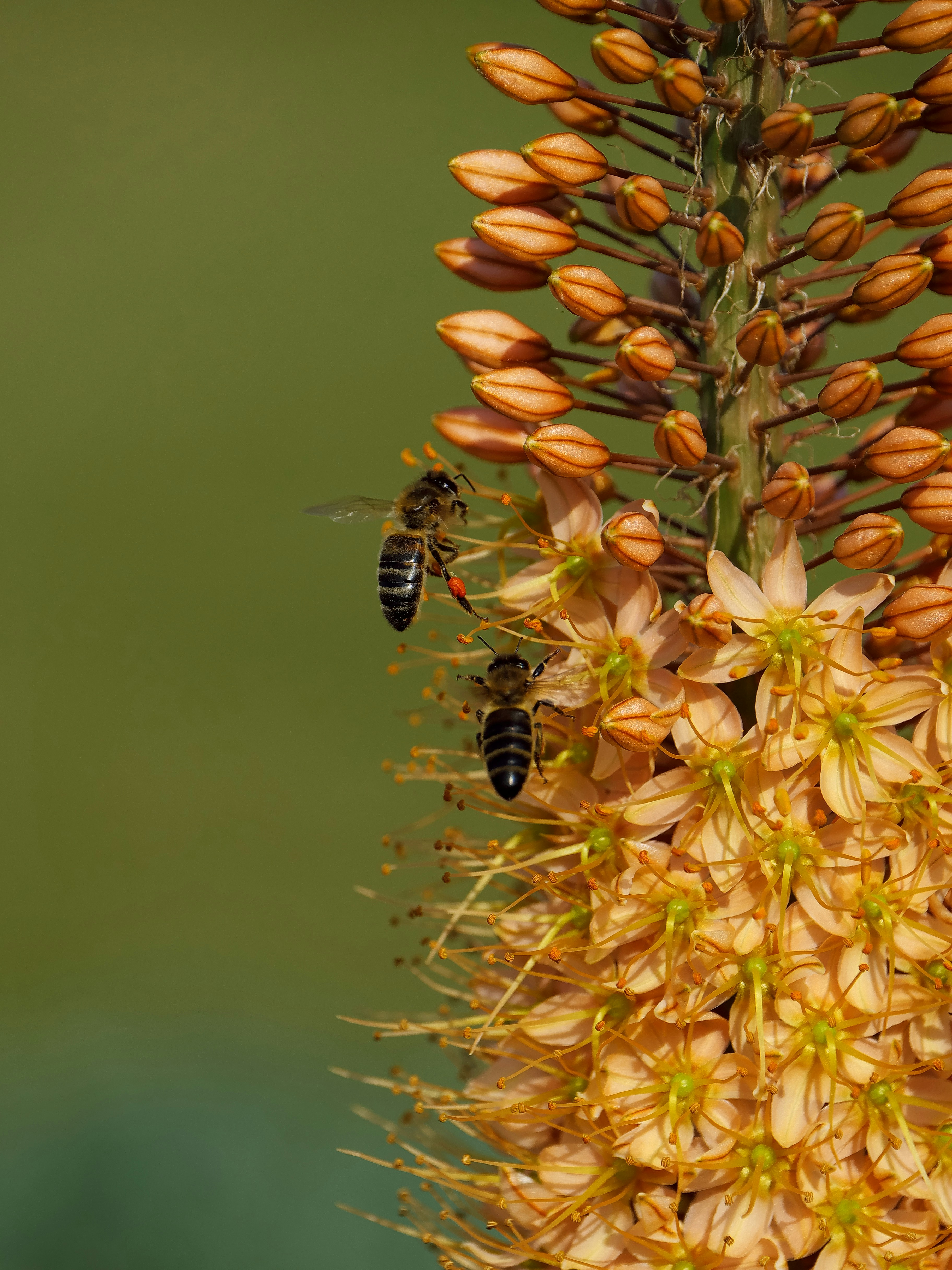 Bees at the Bloom: A Vertical Burst of Pearly Pumpkins and Pollinators