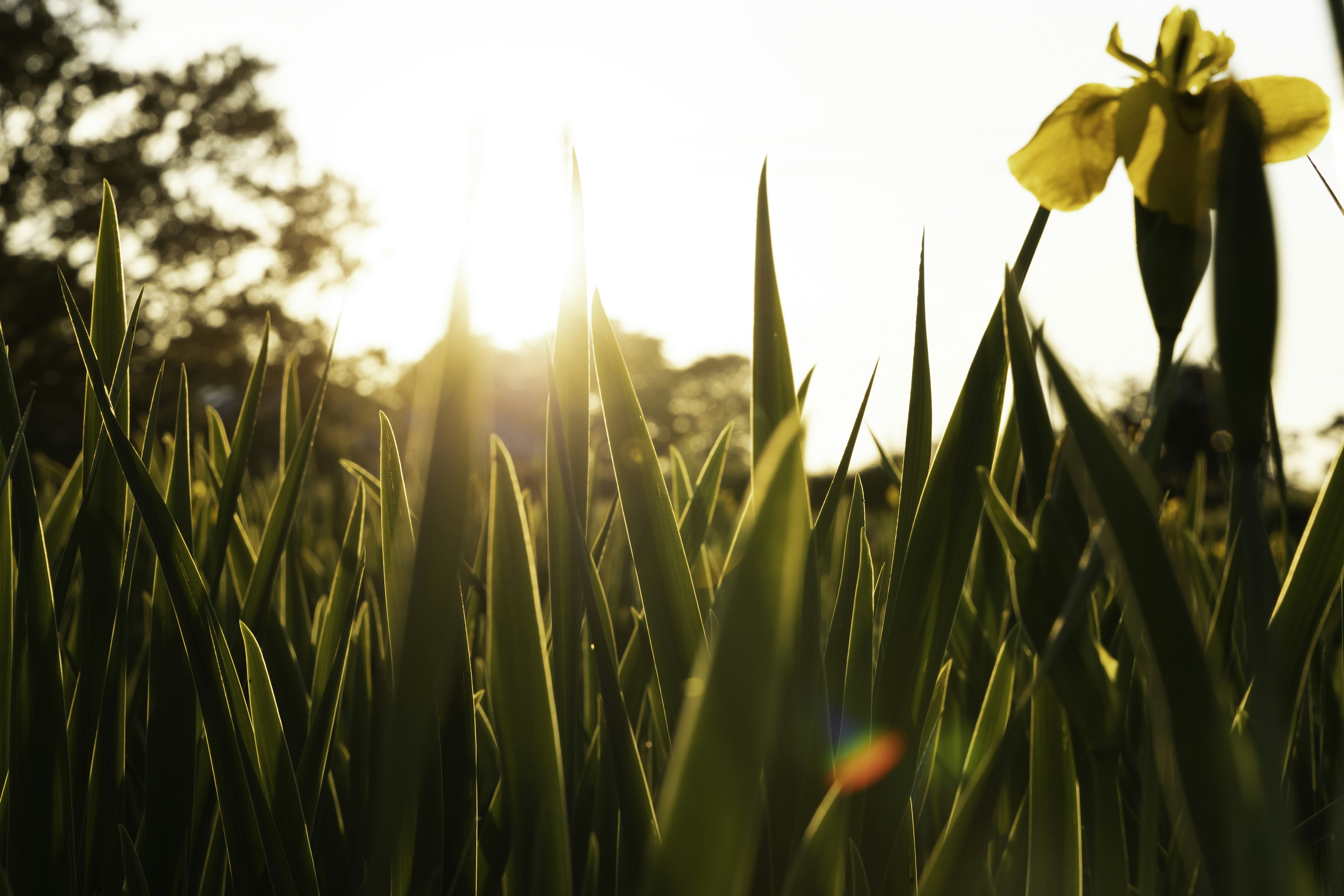 Golden Hour Through Iris blades: a sunlit meadow close-up