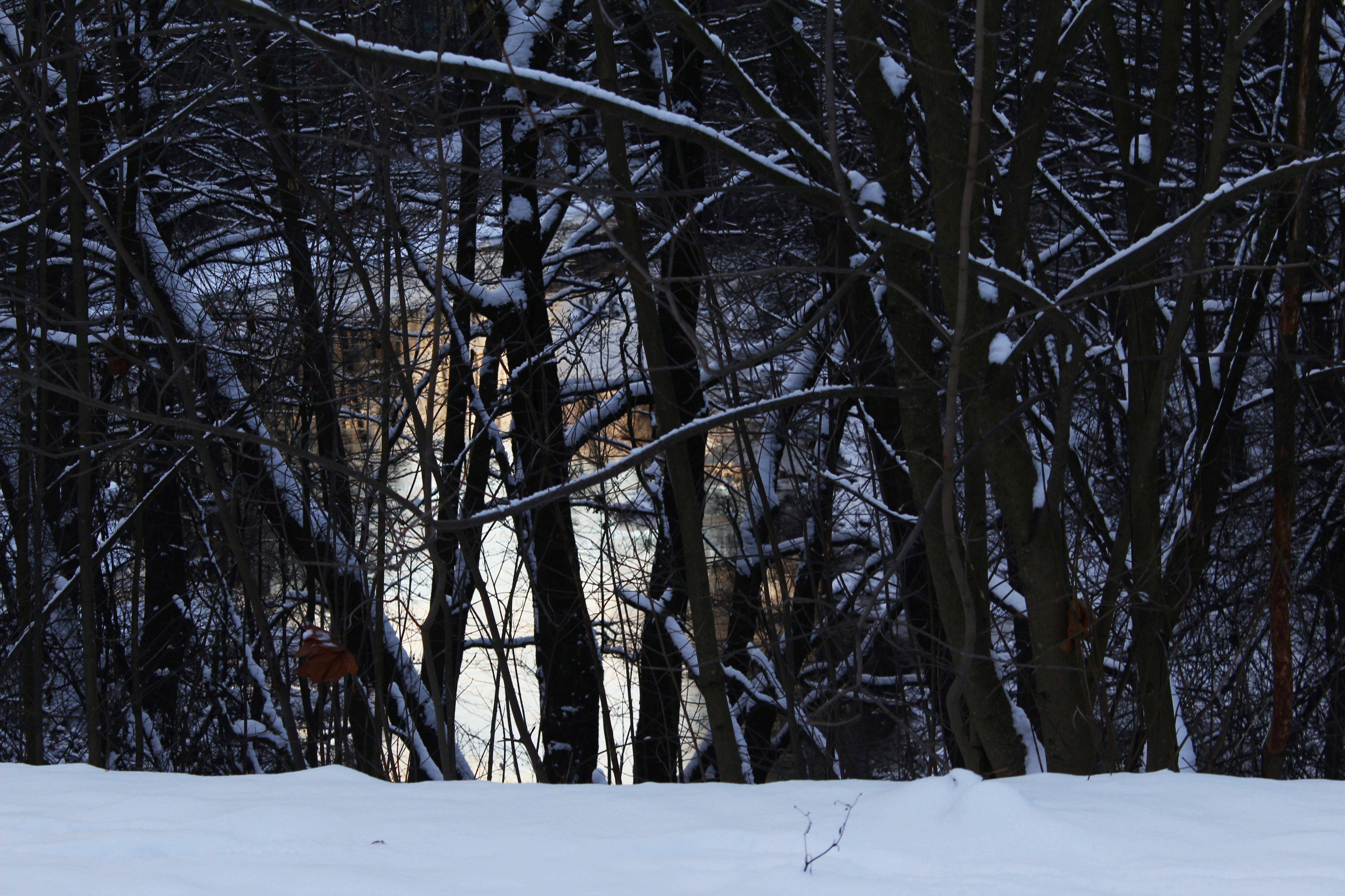 Snowbound Thicket: Light Behind the Woodland Verge