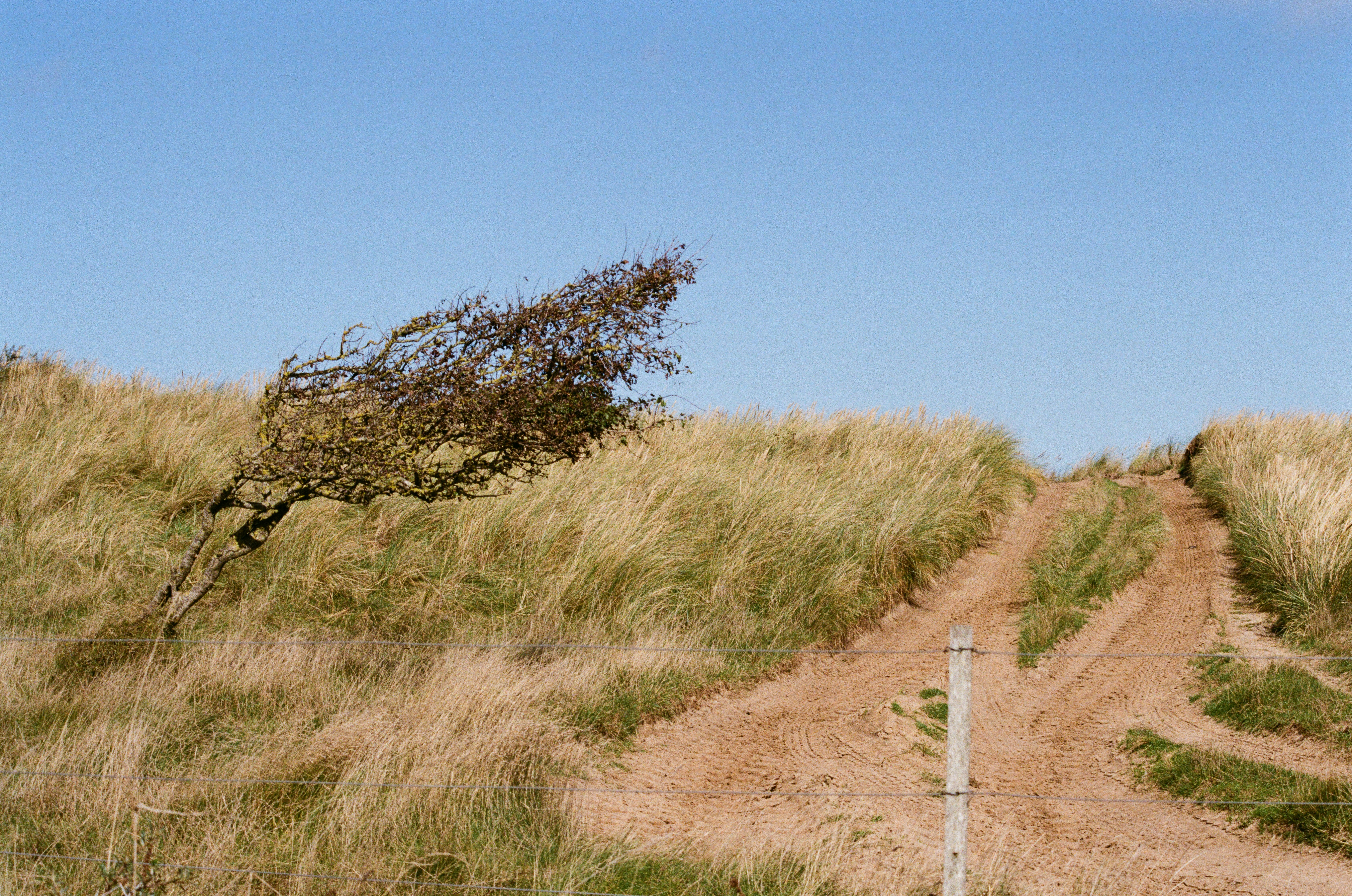 Windward Slope: A Lone, Bent Tree Clinging to the Sand Dunes