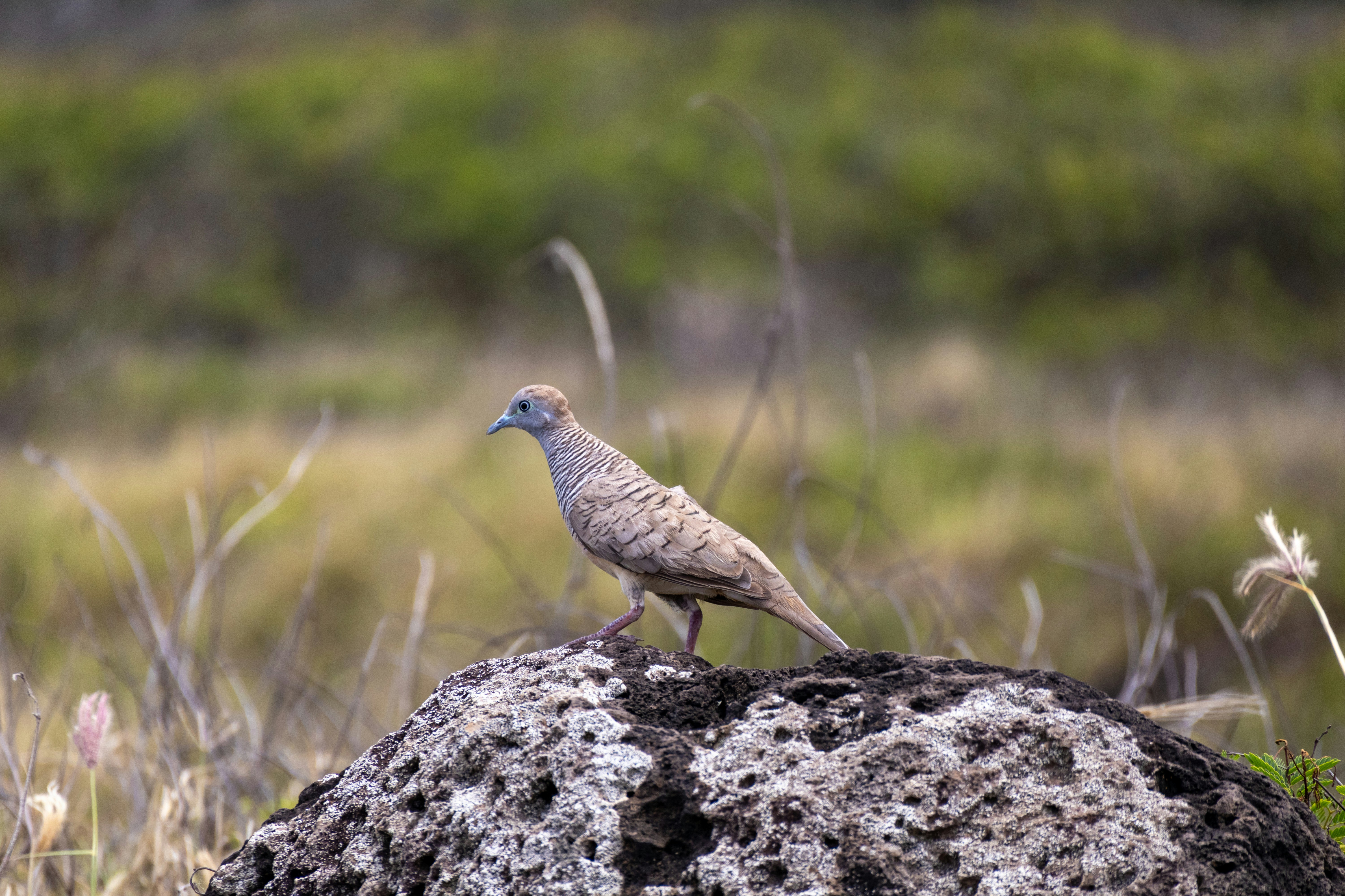 Plumed Sentinel: Dove on a Mossy Stone