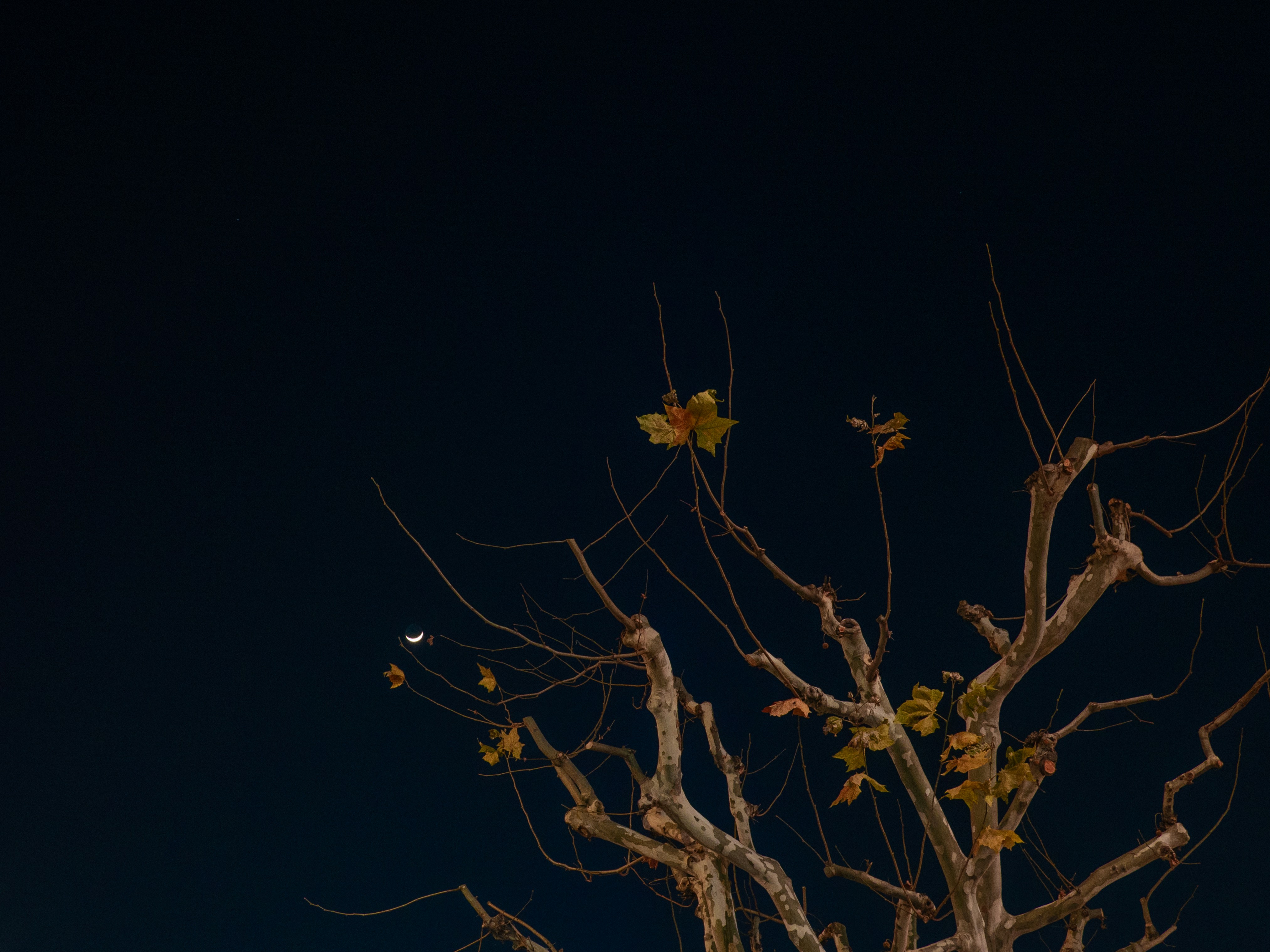 Bare tree branches against a dark night sky