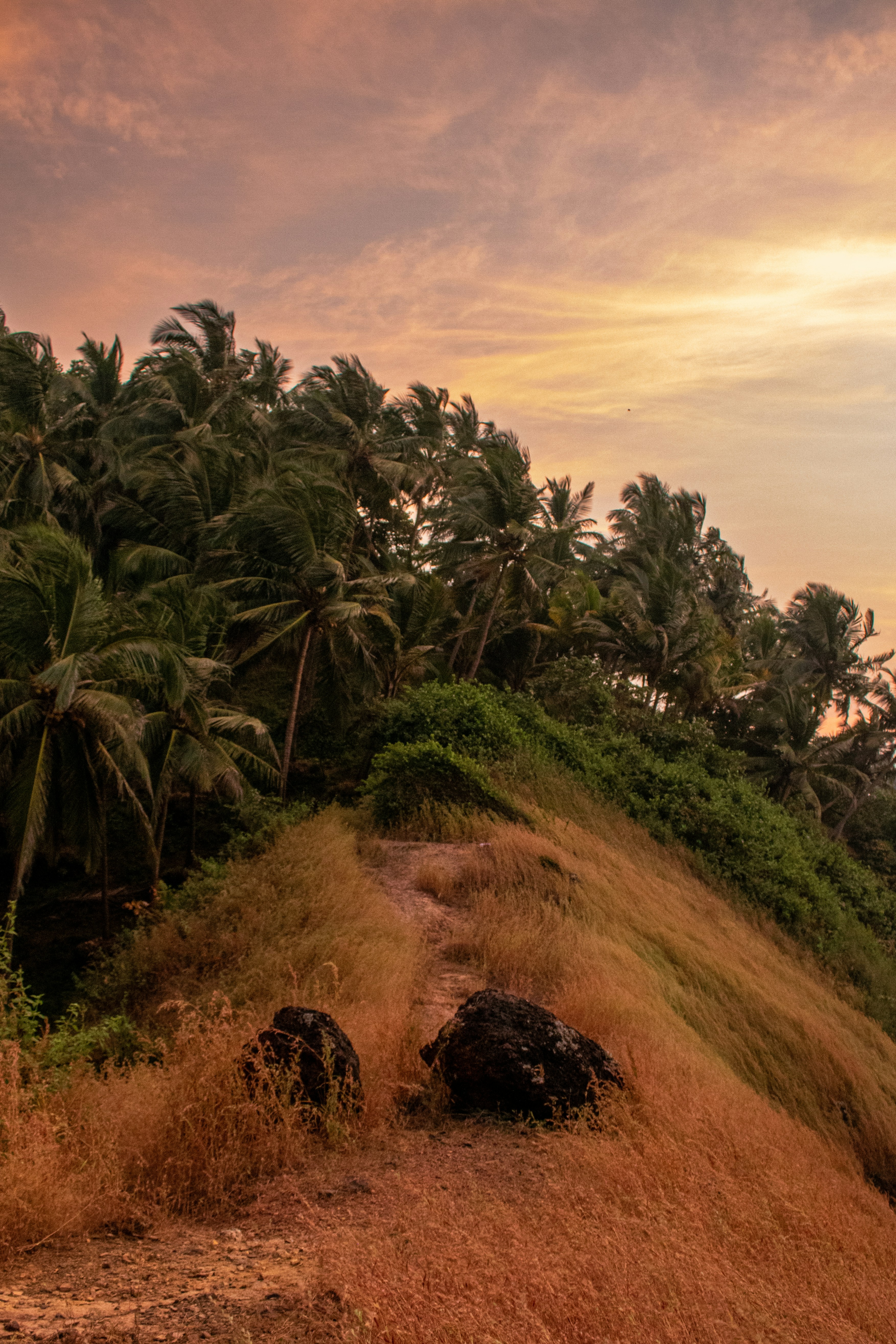 Sunset Cliff Trail Through Swaying Palms