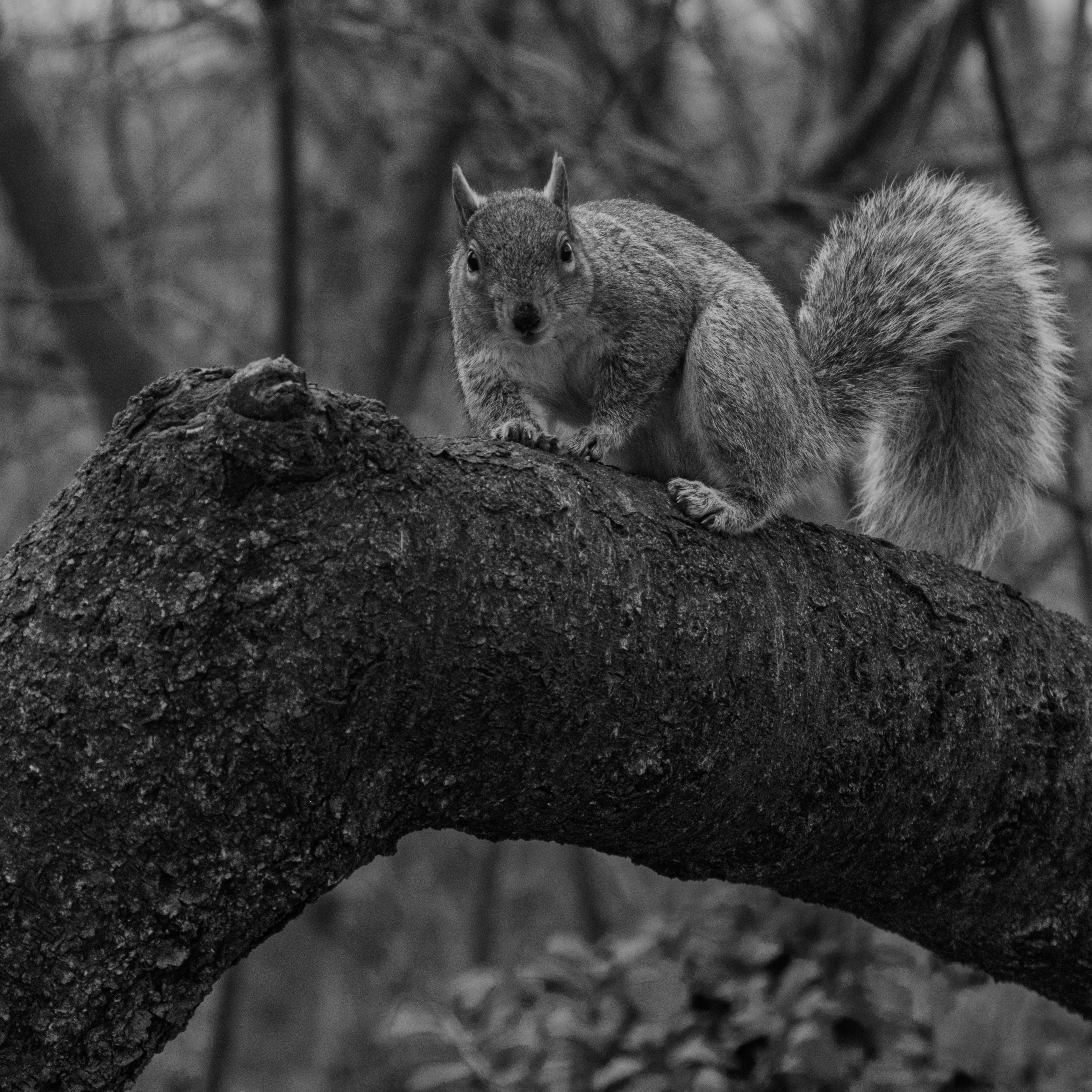Lithe Grey on a Bark Arch