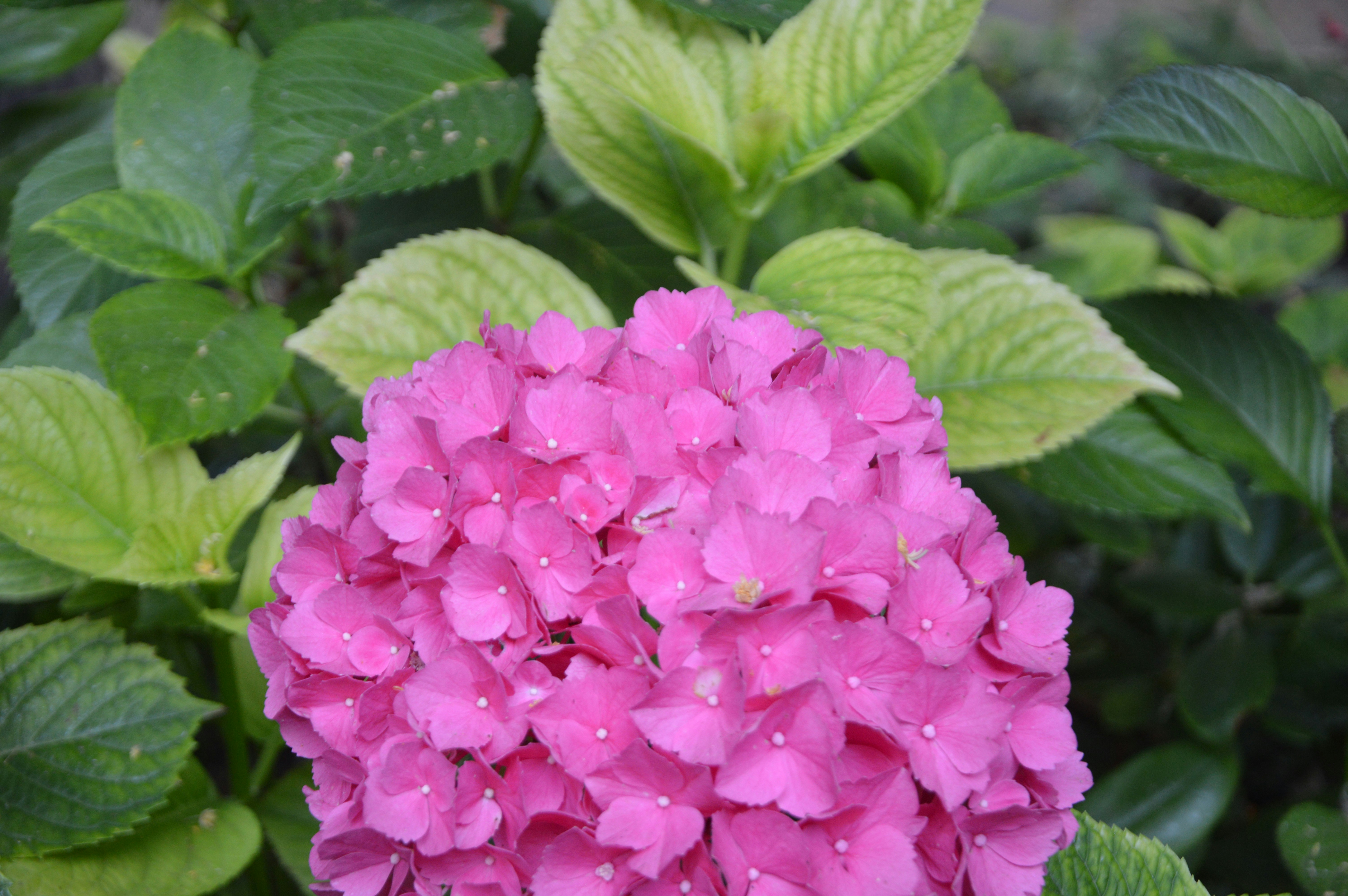 Vivid Hydrangea Core: a magenta bloom framed by glossy green foliage