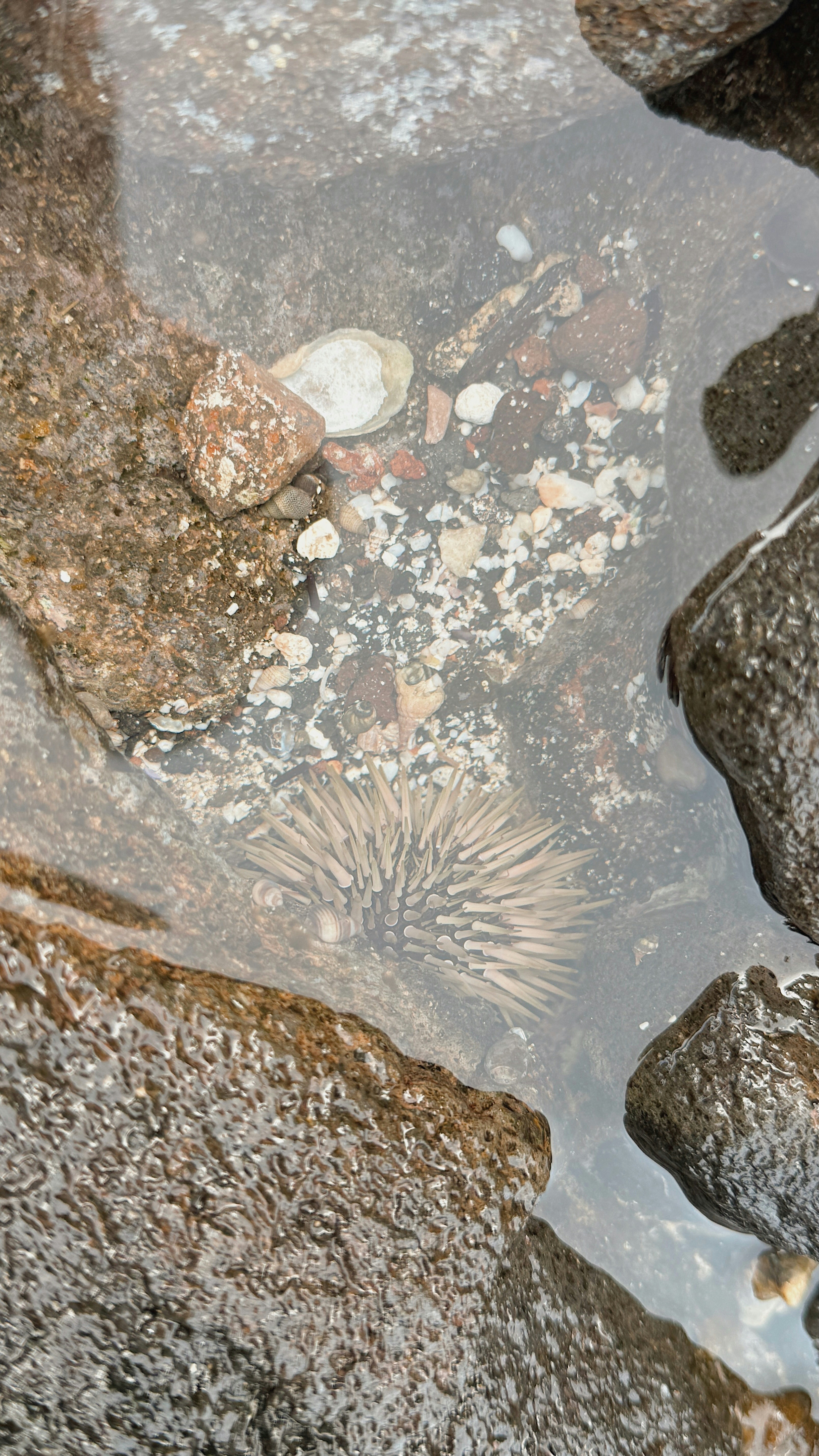 Tidal Spiral: Anemone and Pebbles in Quiet Tidepool