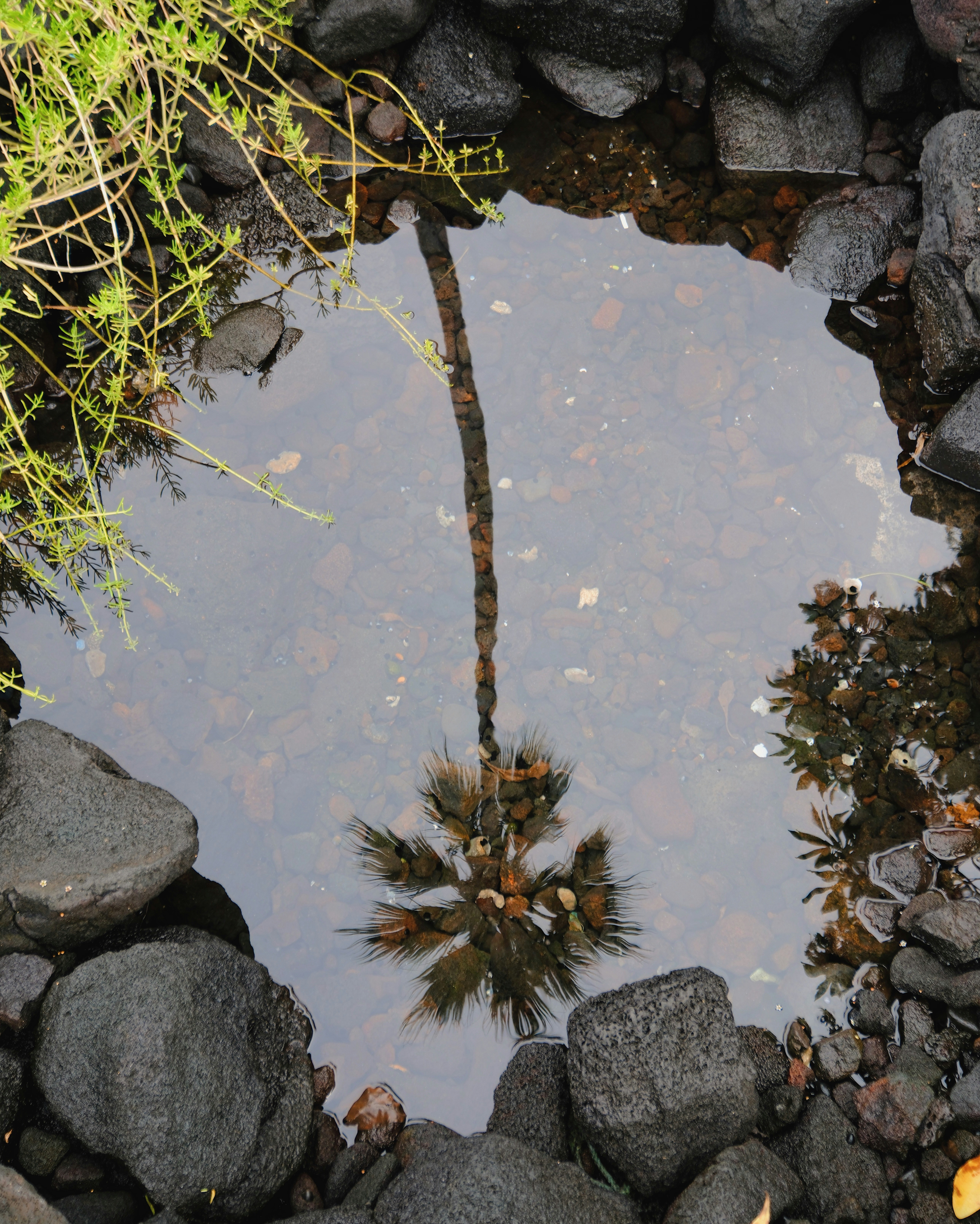 A clear pool among dark volcanic rocks reflects a slender palm tree, with green foliage at the top fringed by stones and sparse leaves drifting on the water surface.