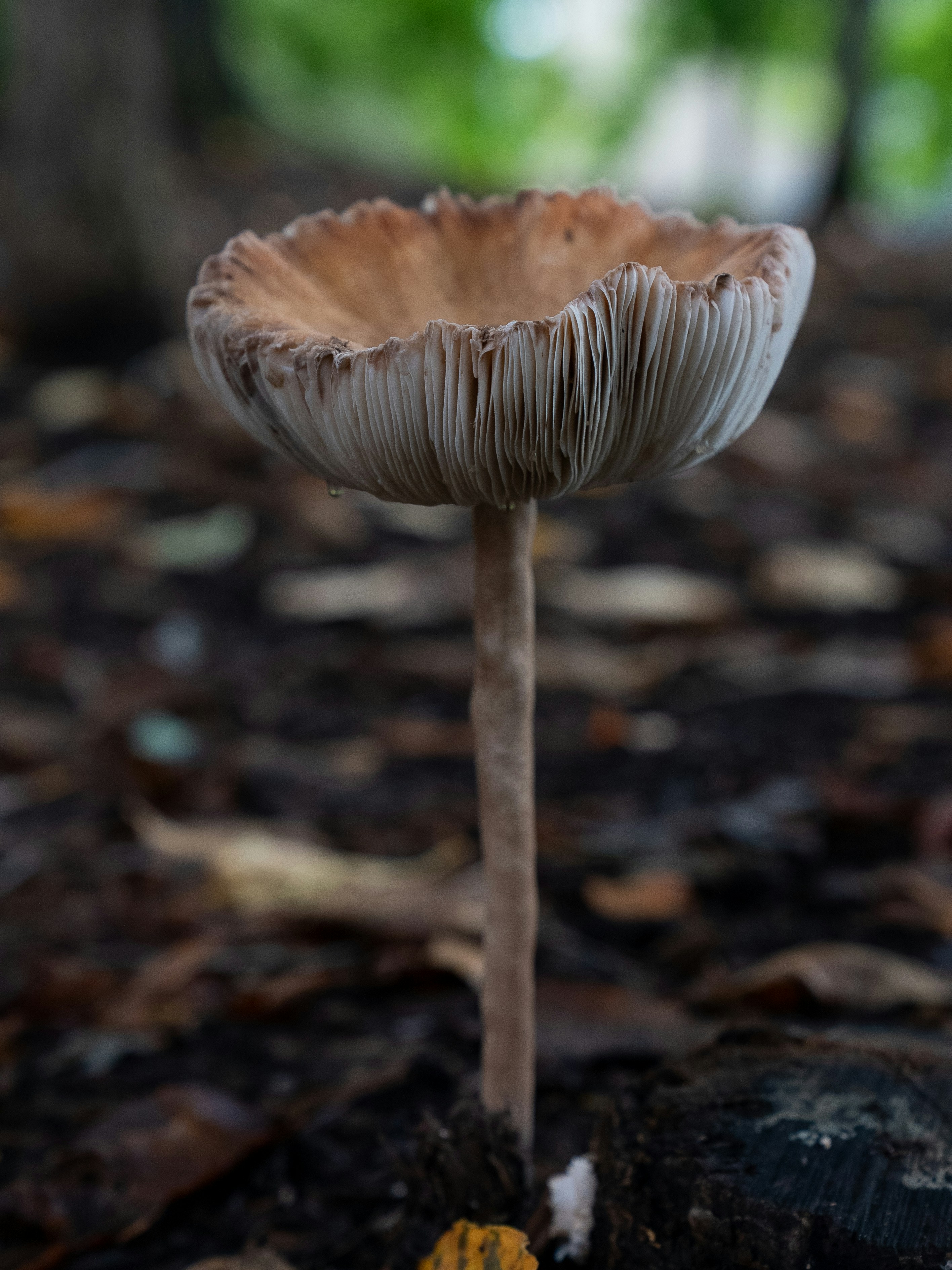 Mushroom Spotlight: A Delicate Cap Emerges from the Forest Floor