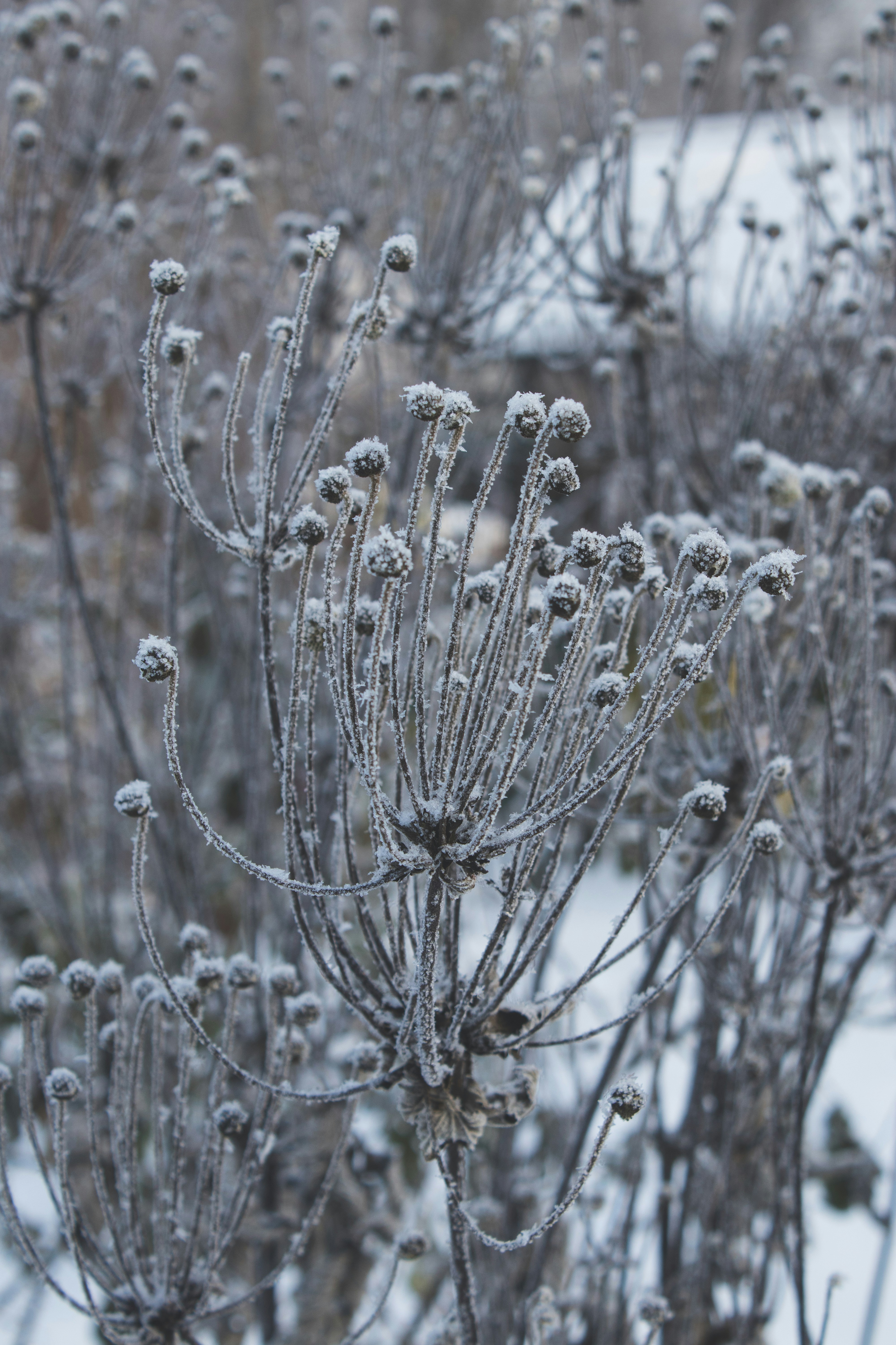 Frosted Umbels in a Winter Garden
