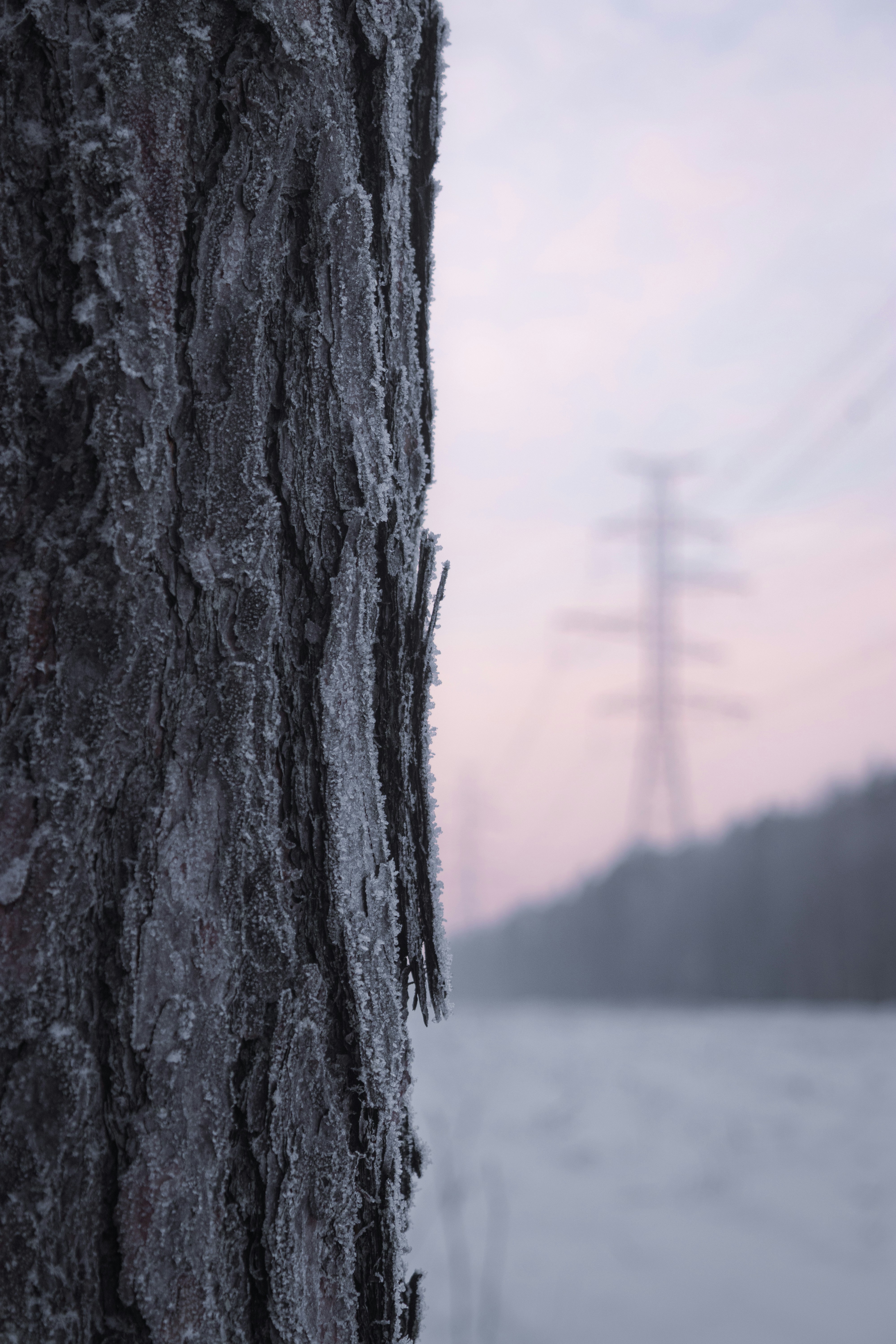 Frost-Rimed Bark: A Cold Portrait of a Snowbound Trunk