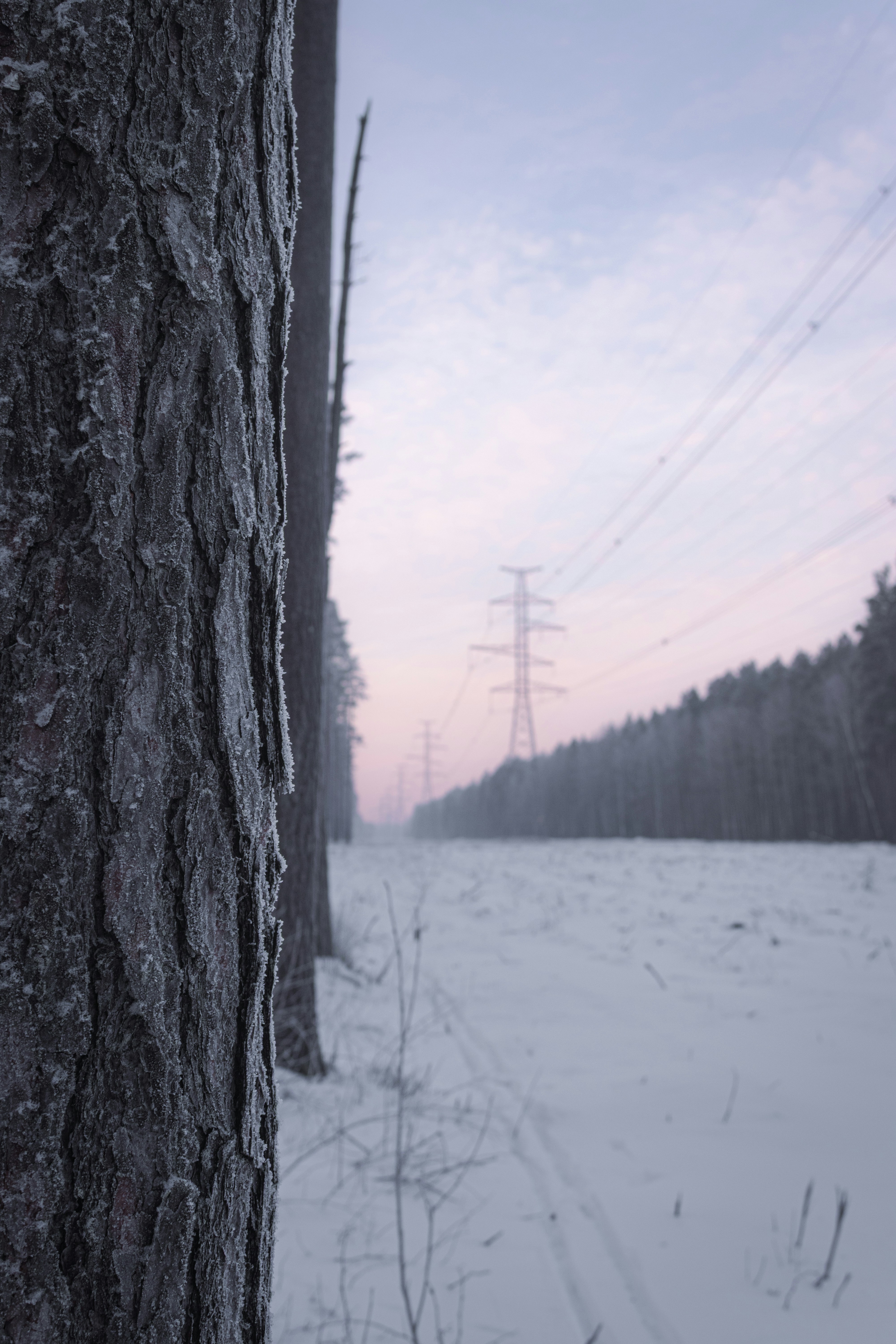 Frostbound Bark: A Tree Trunk Leads the Winter Road