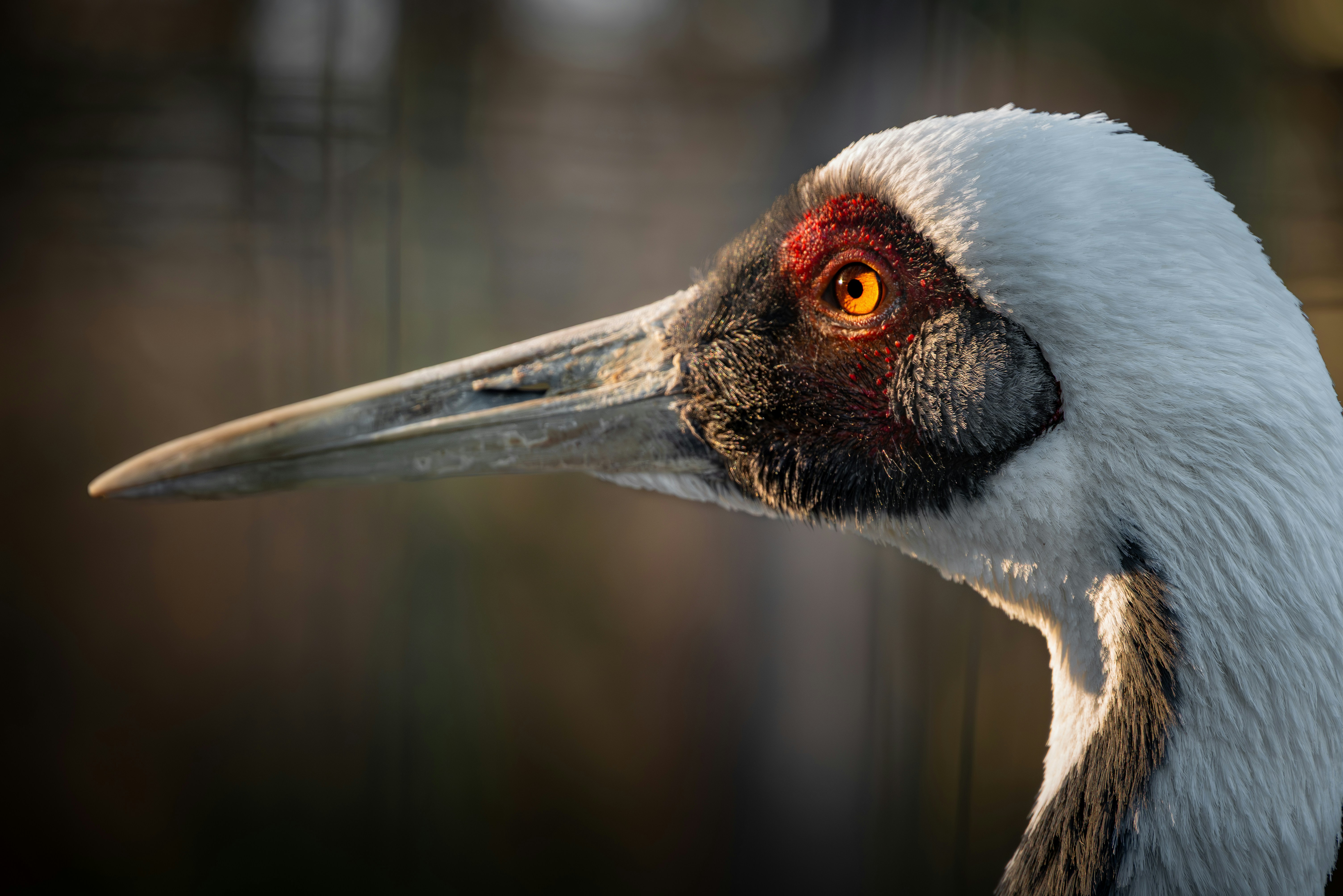 Crane in Profile: A Sharp Gaze Across Warm Light