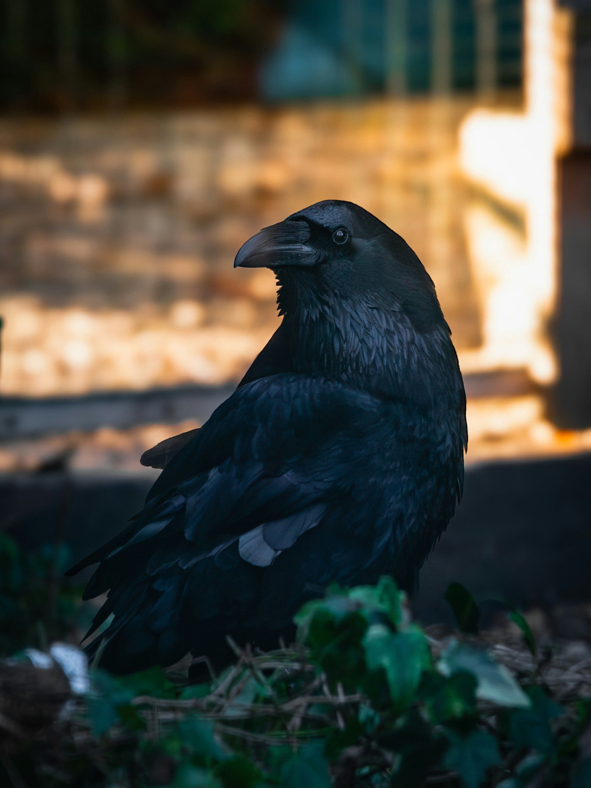 Midday Watcher: A Black Crow Standing Amid Woodland Shadow and Sunlit Brick