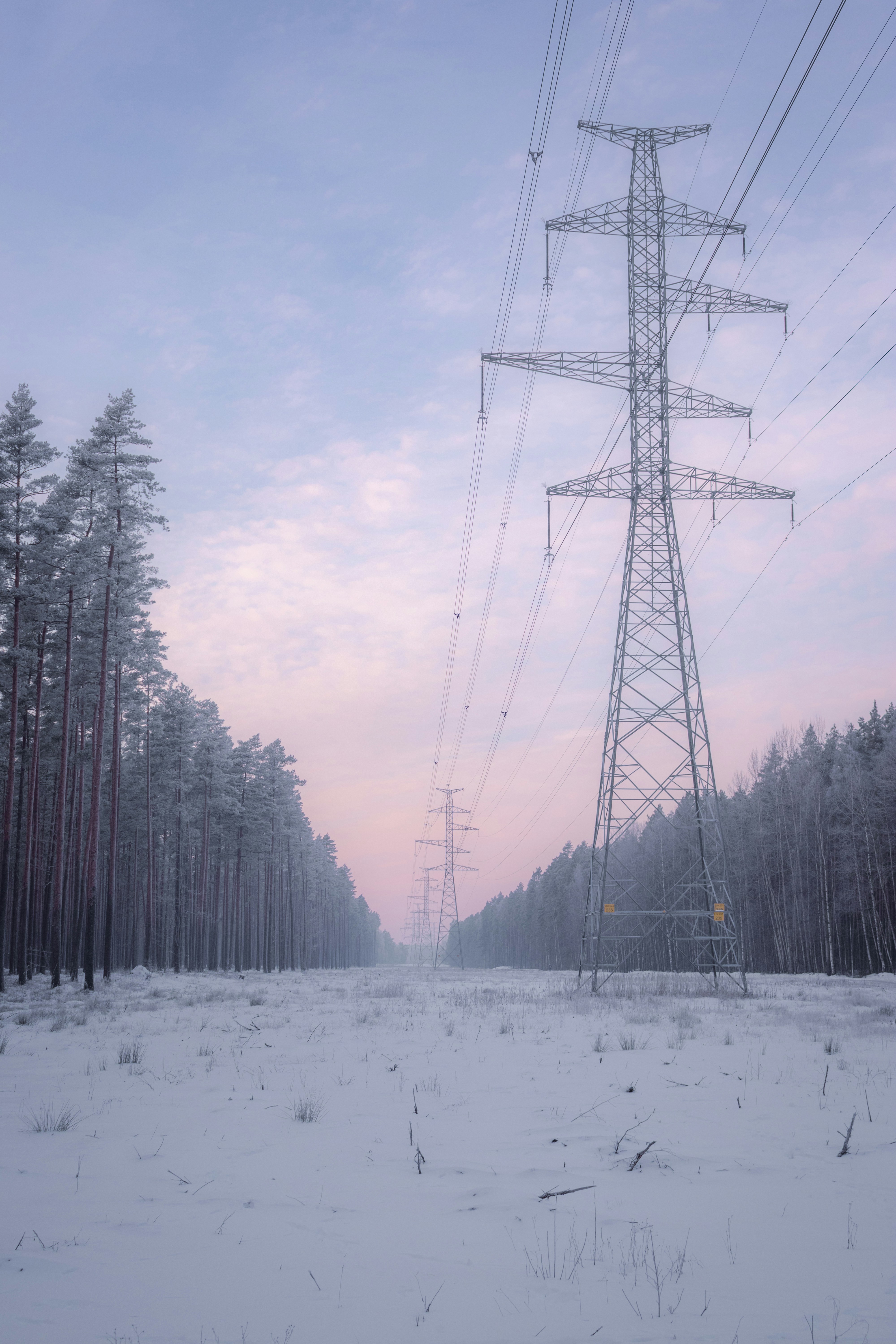 Power Lines Through a Frosted Dawn Forest