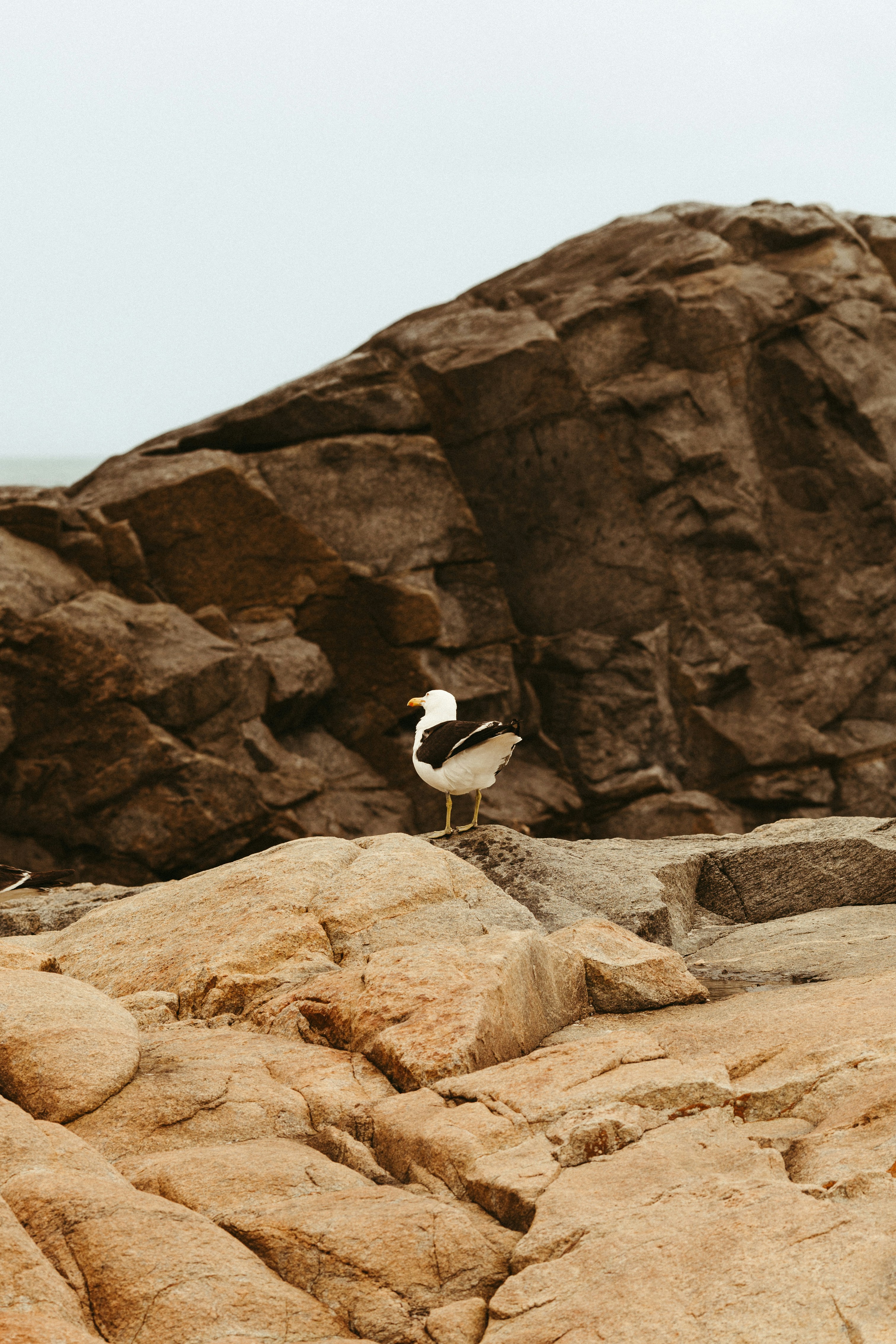 Seabird at the Shoreline: A lone gull on sunlit rocks with distant sea