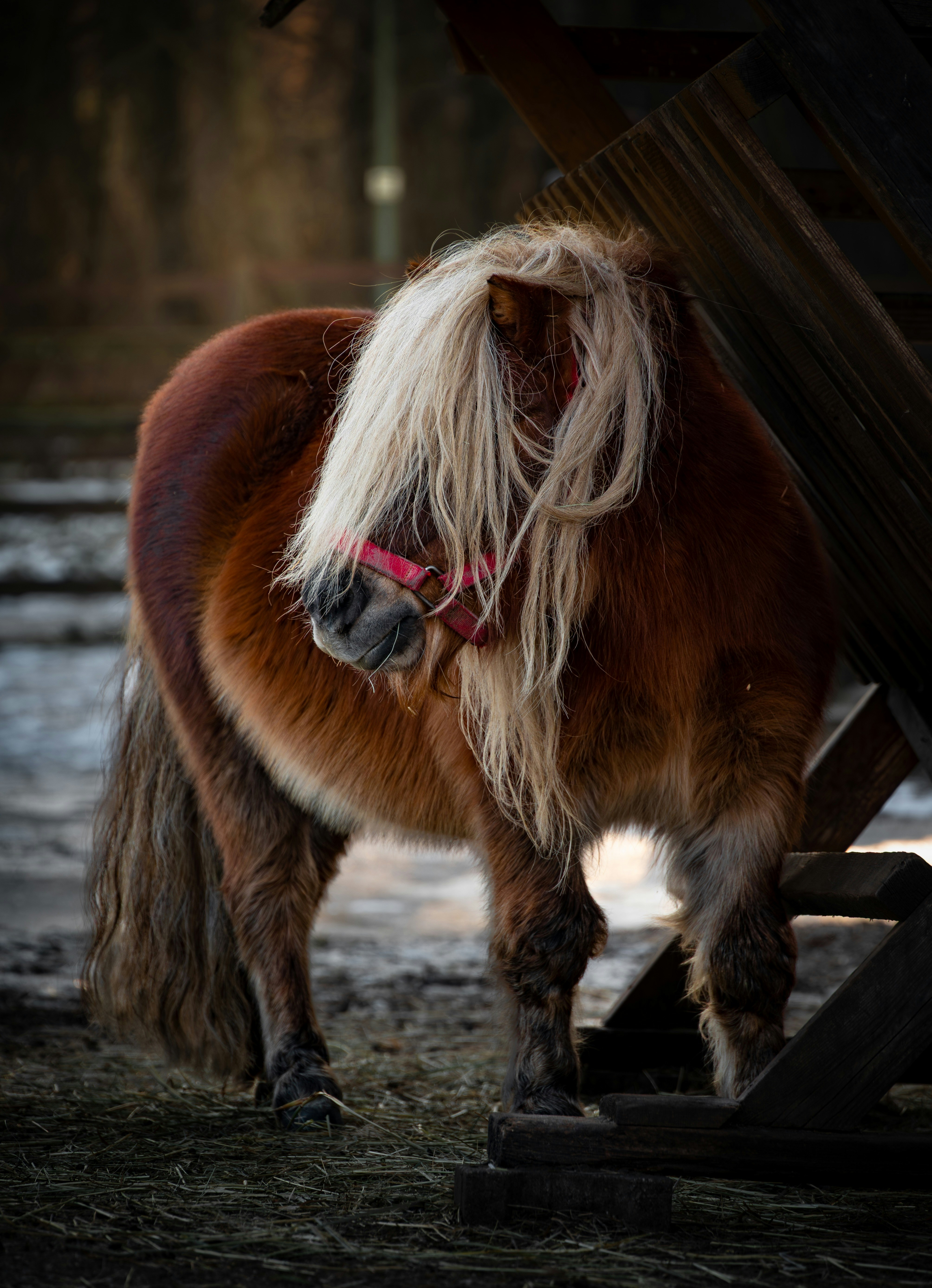 Chestnut Pony in a Shaded Corner Reveals a Tangle of Mane and Pink Halter