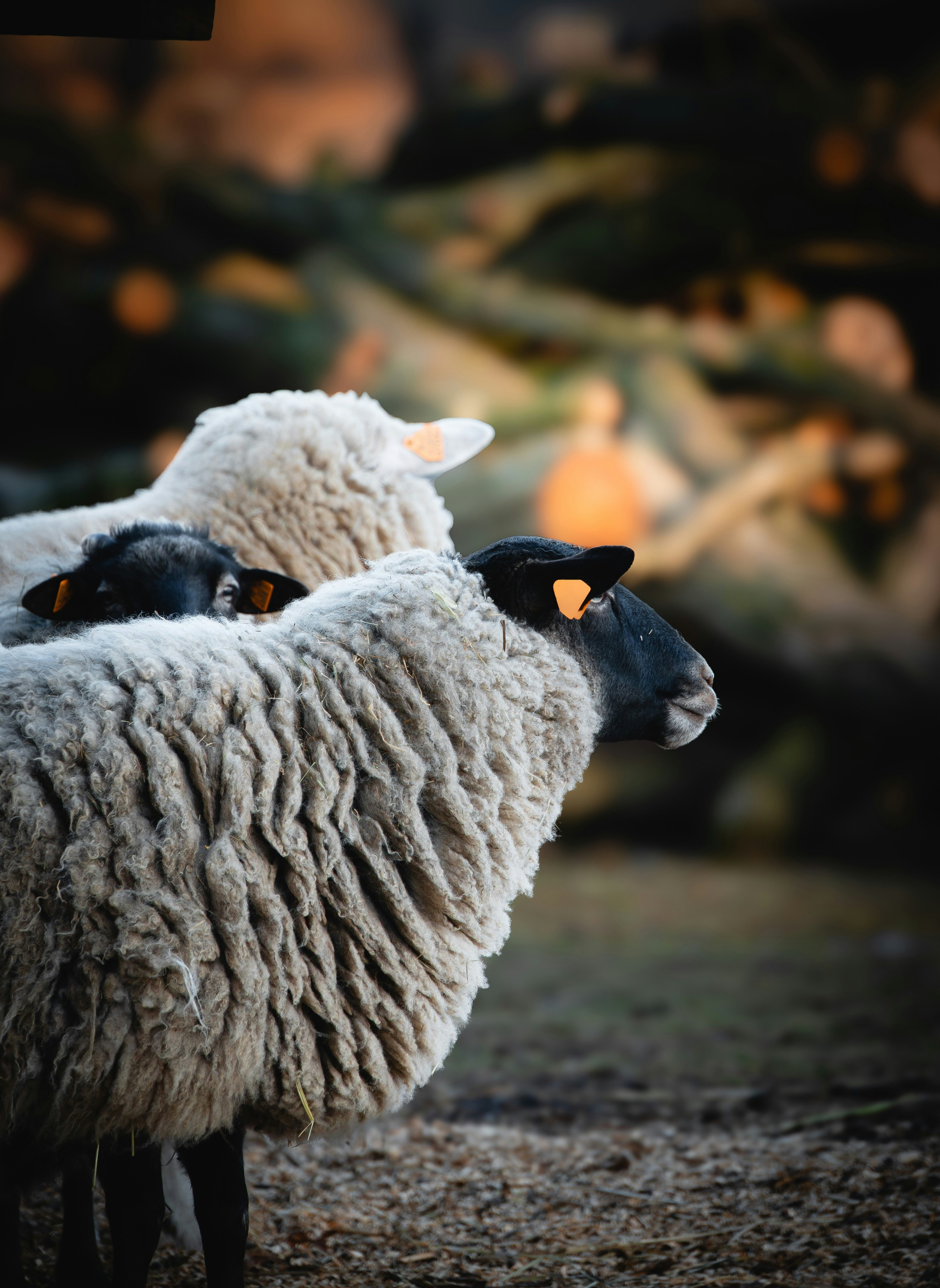 Curious Flock: A Sheep's Quiet Gaze in Evening Light