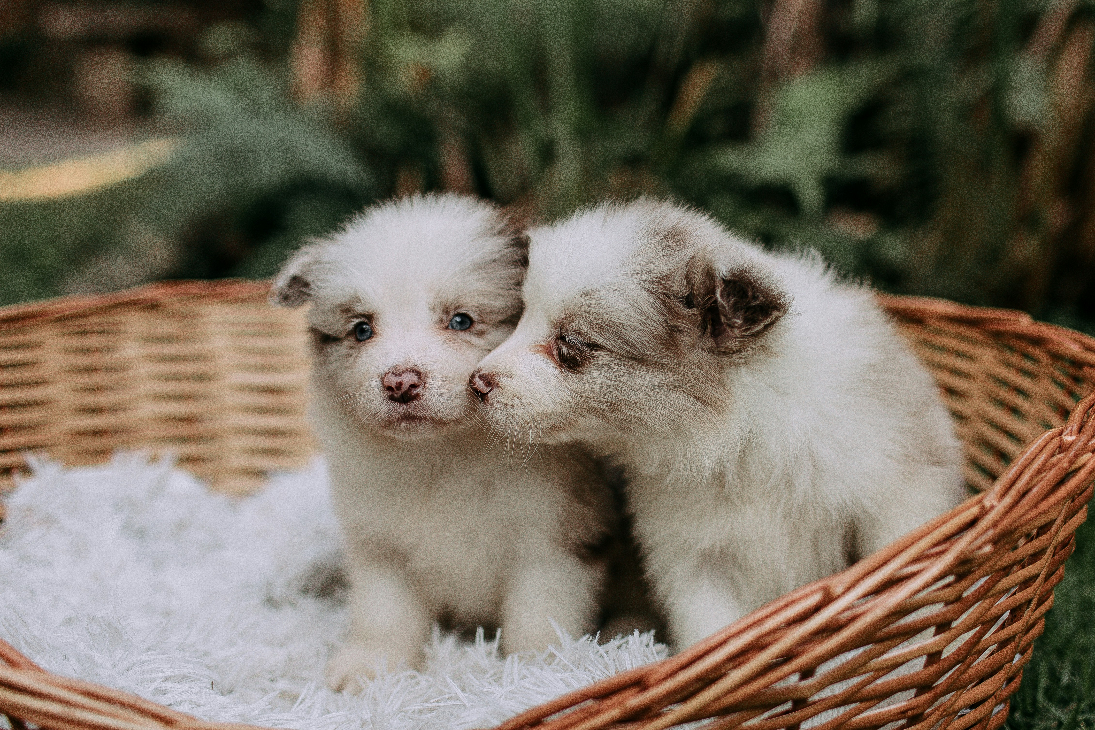 Puppy Pair in a Wicker Nest: Gentle Whisper of companionship
