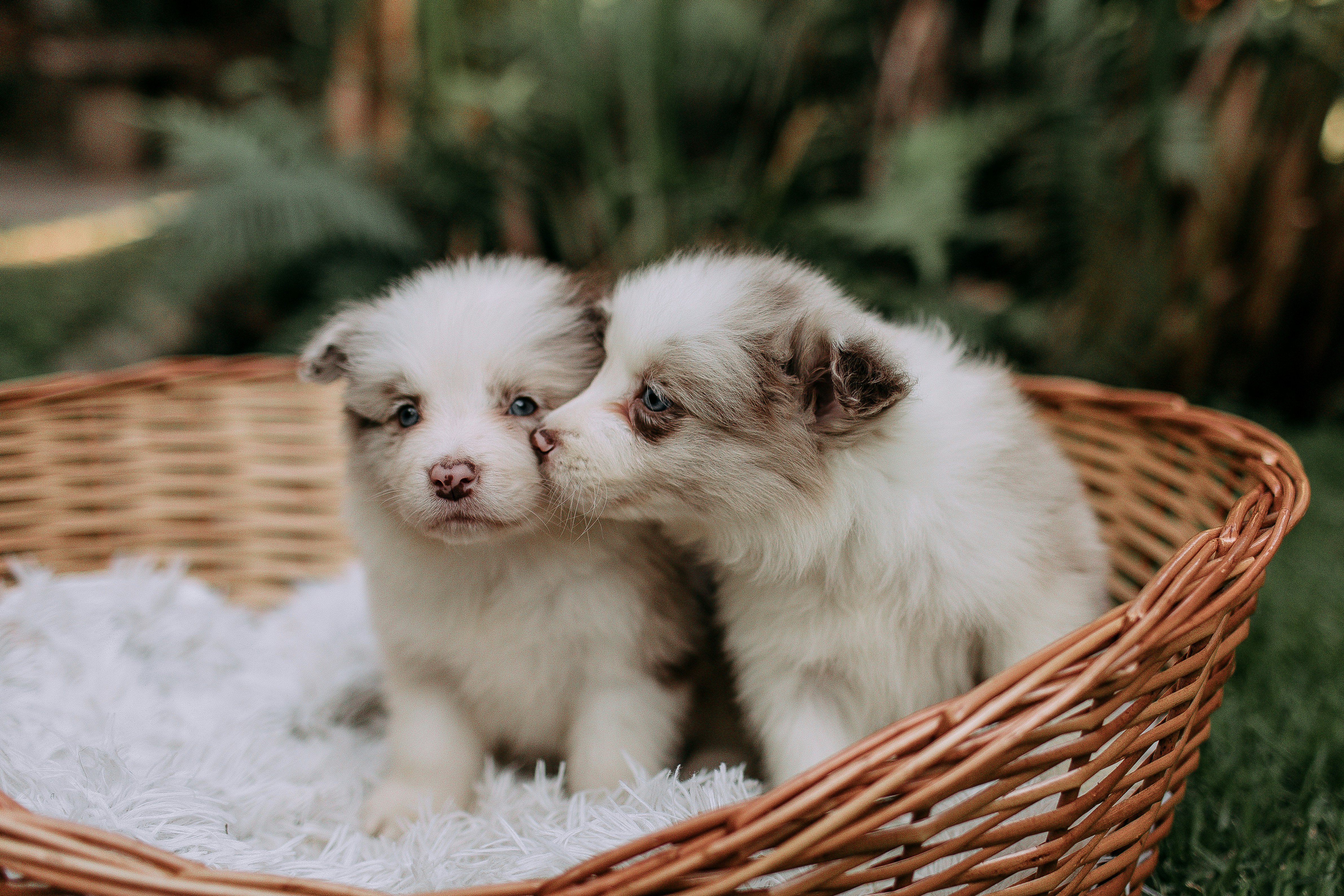 Twin White Pups in a Cozy Basket