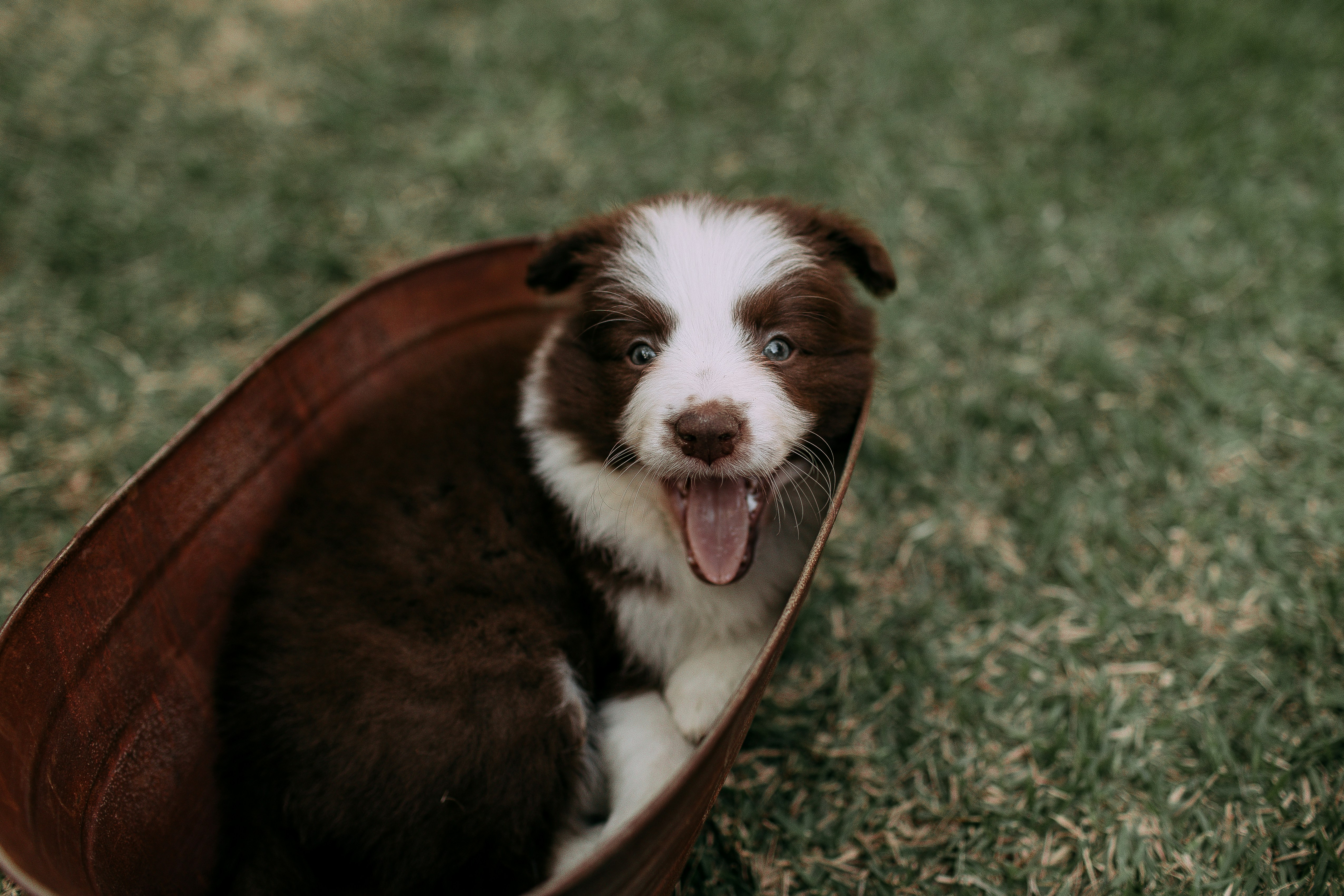 Puppy in a Curved Nest of Brown Leather