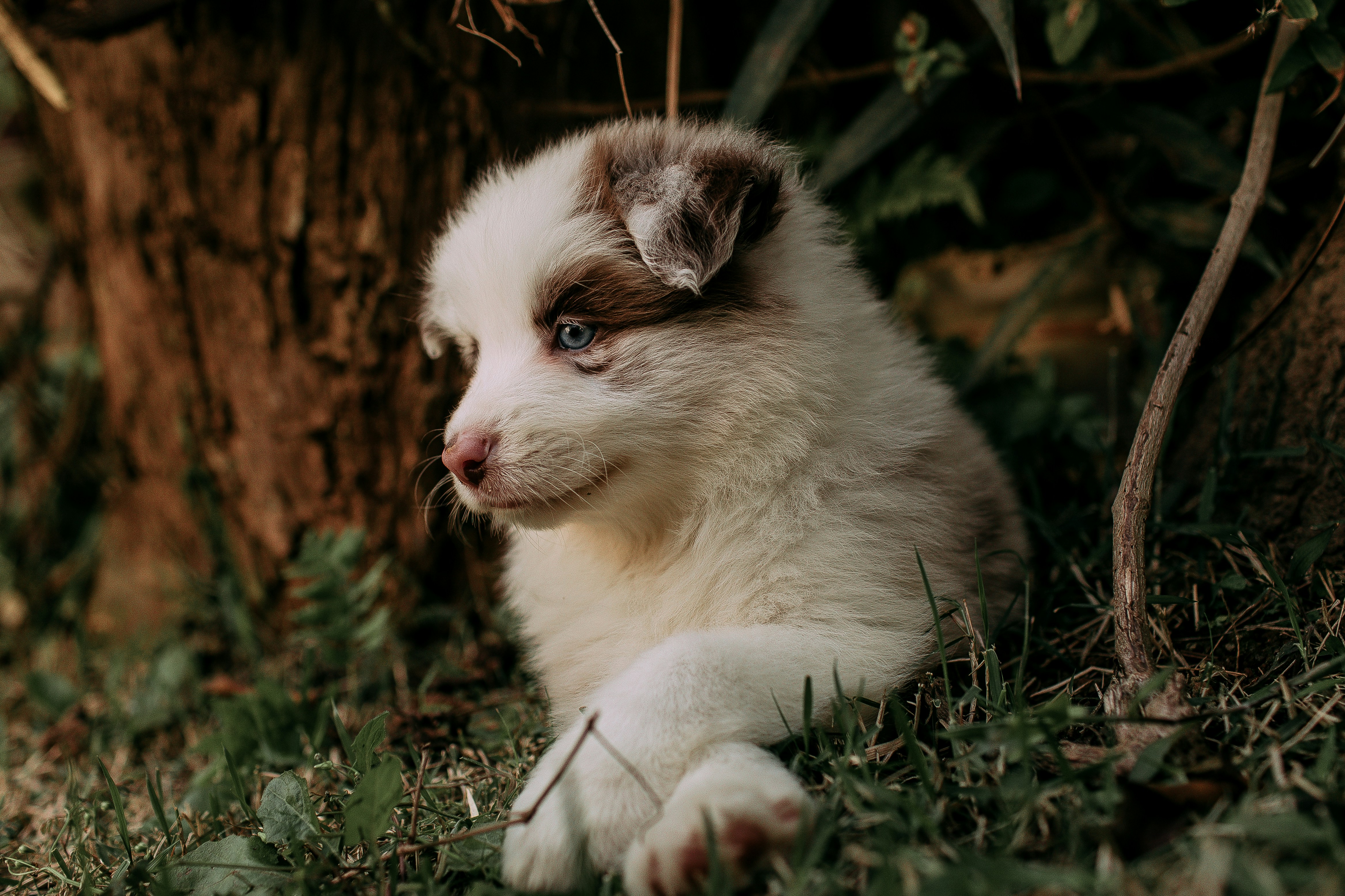 Tranquil Pup Amid Leaves: A Soft-Focus Portrait by the Tree