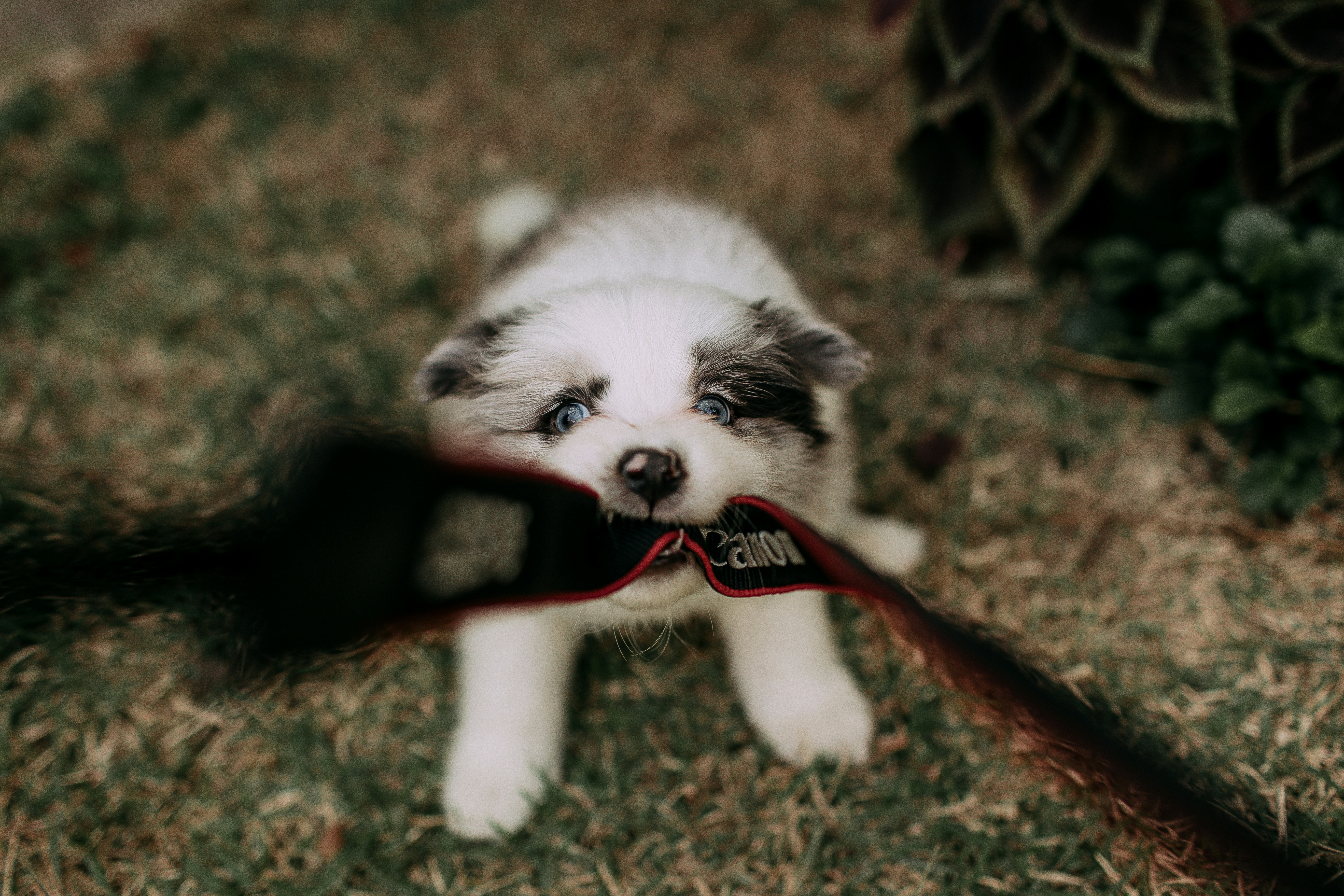 Playful Pup Faces the Camera with a Leash in Focus