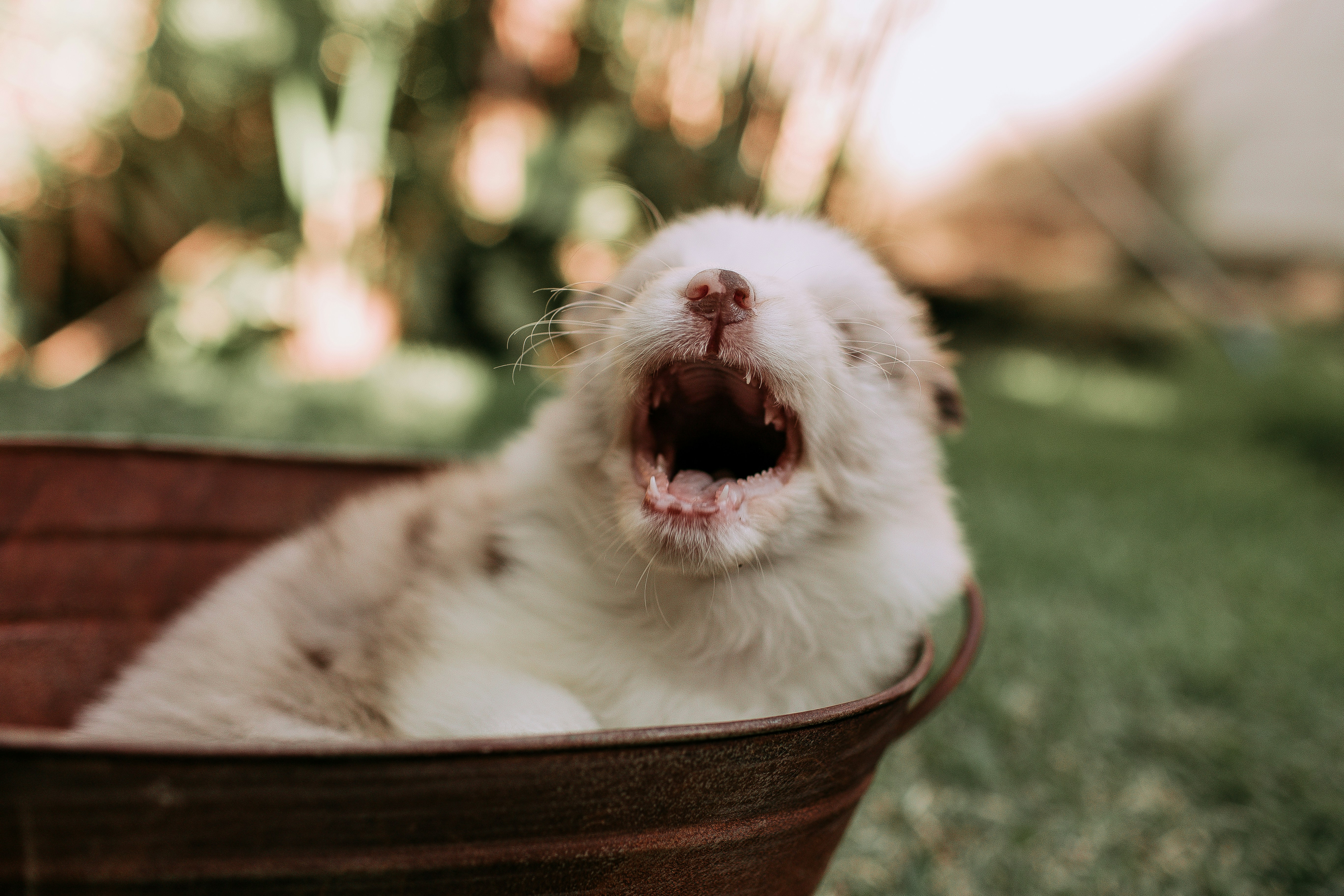 Yawning Pup in a Wooden Bowl: Morning Light, Soft Focus