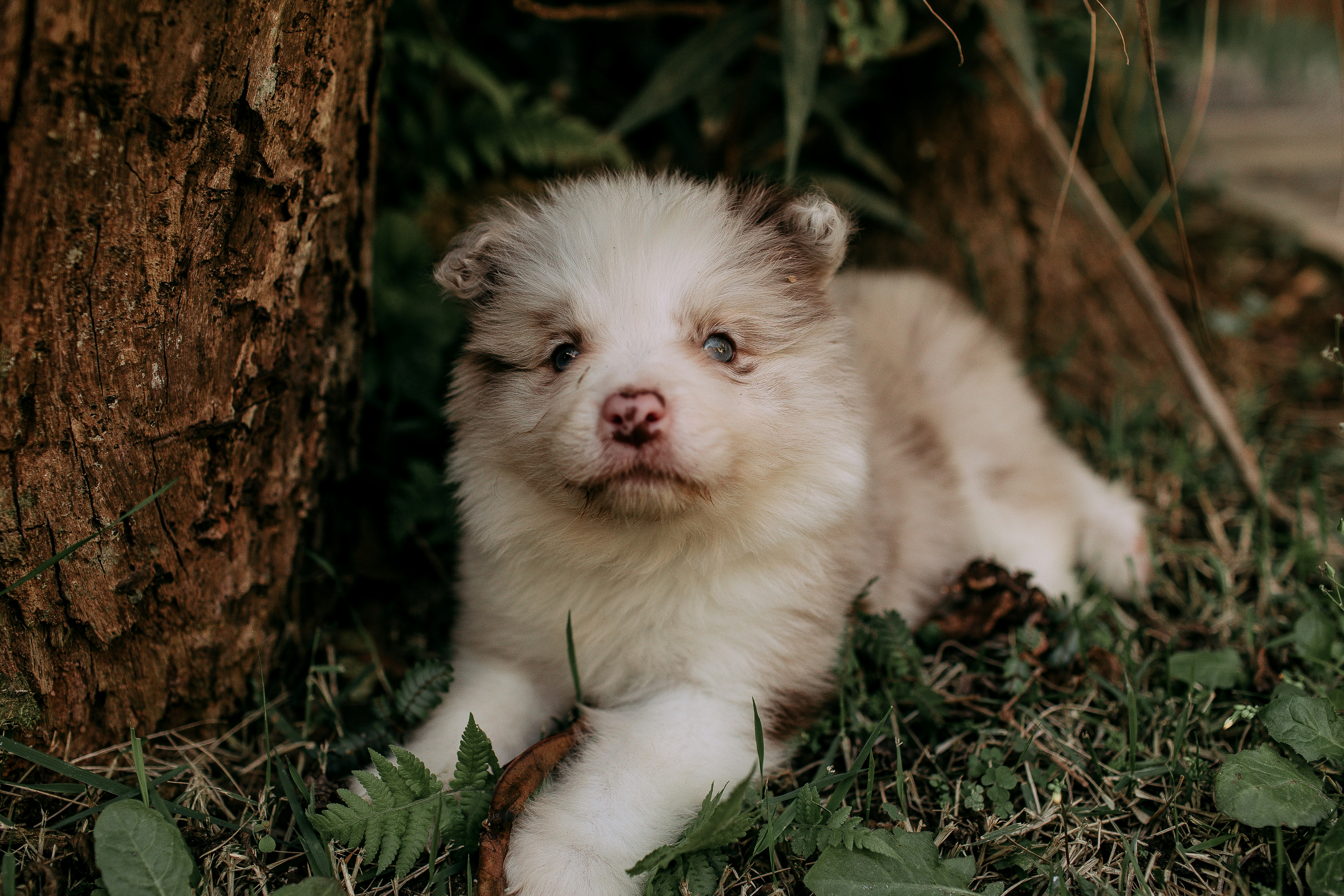 Under the Cedar: A Puppy’s Soft Gaze Among Leaves