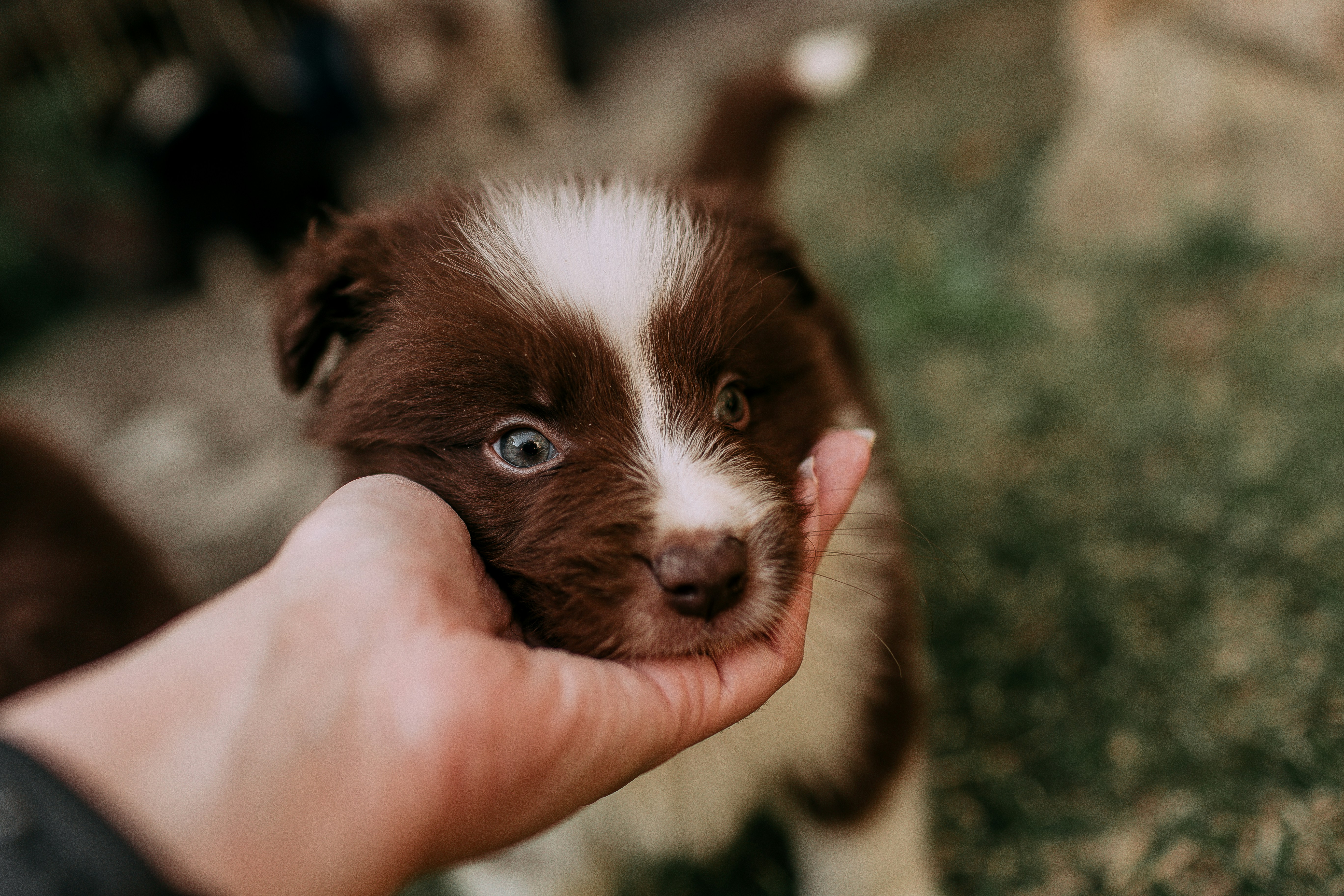 Hand-Held Pup: A Tiny Brown and White Border Collie Puppy Comes into Focus