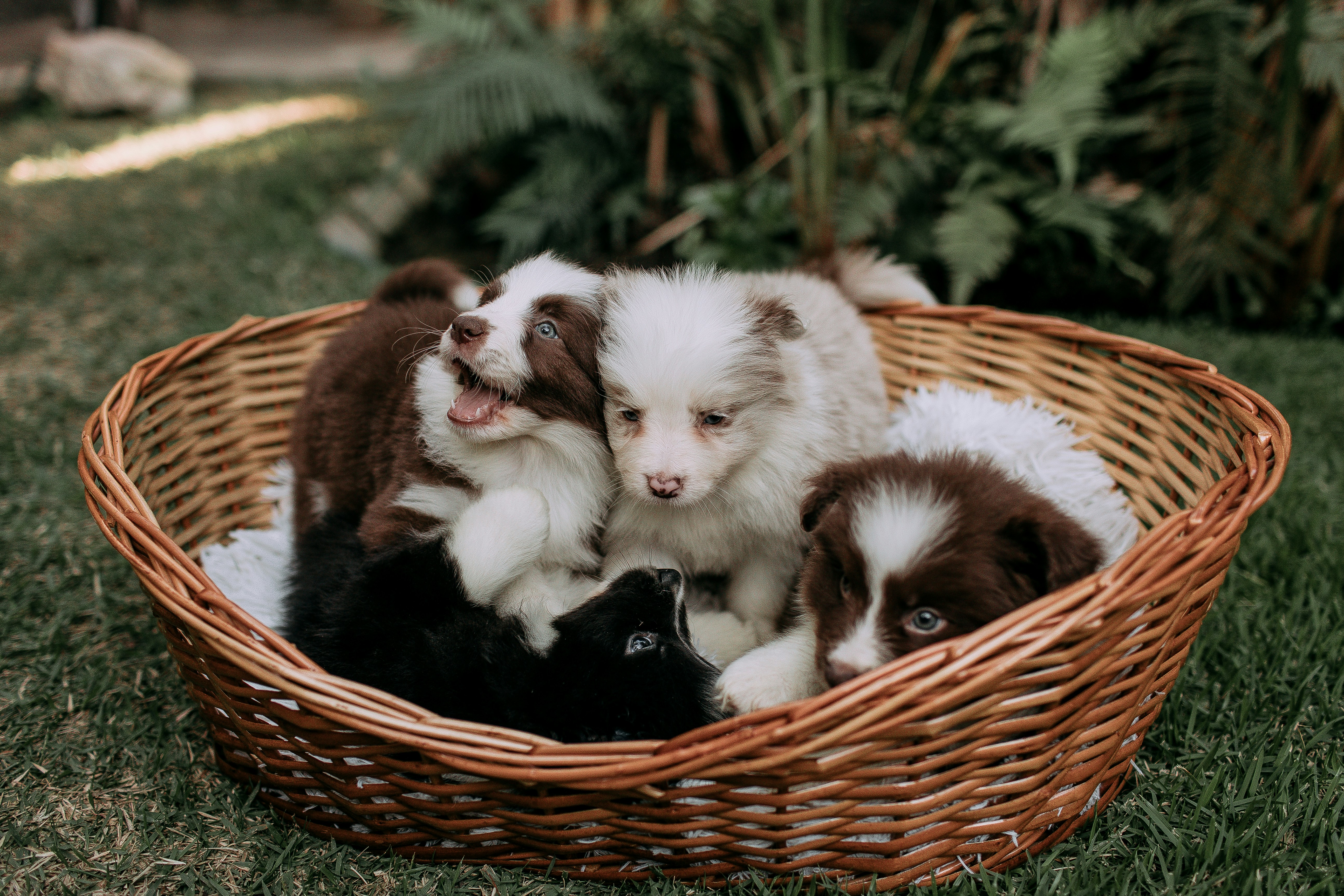 Puppy Basket: A Cozy Assembly of Brown, White, and Black Fluff