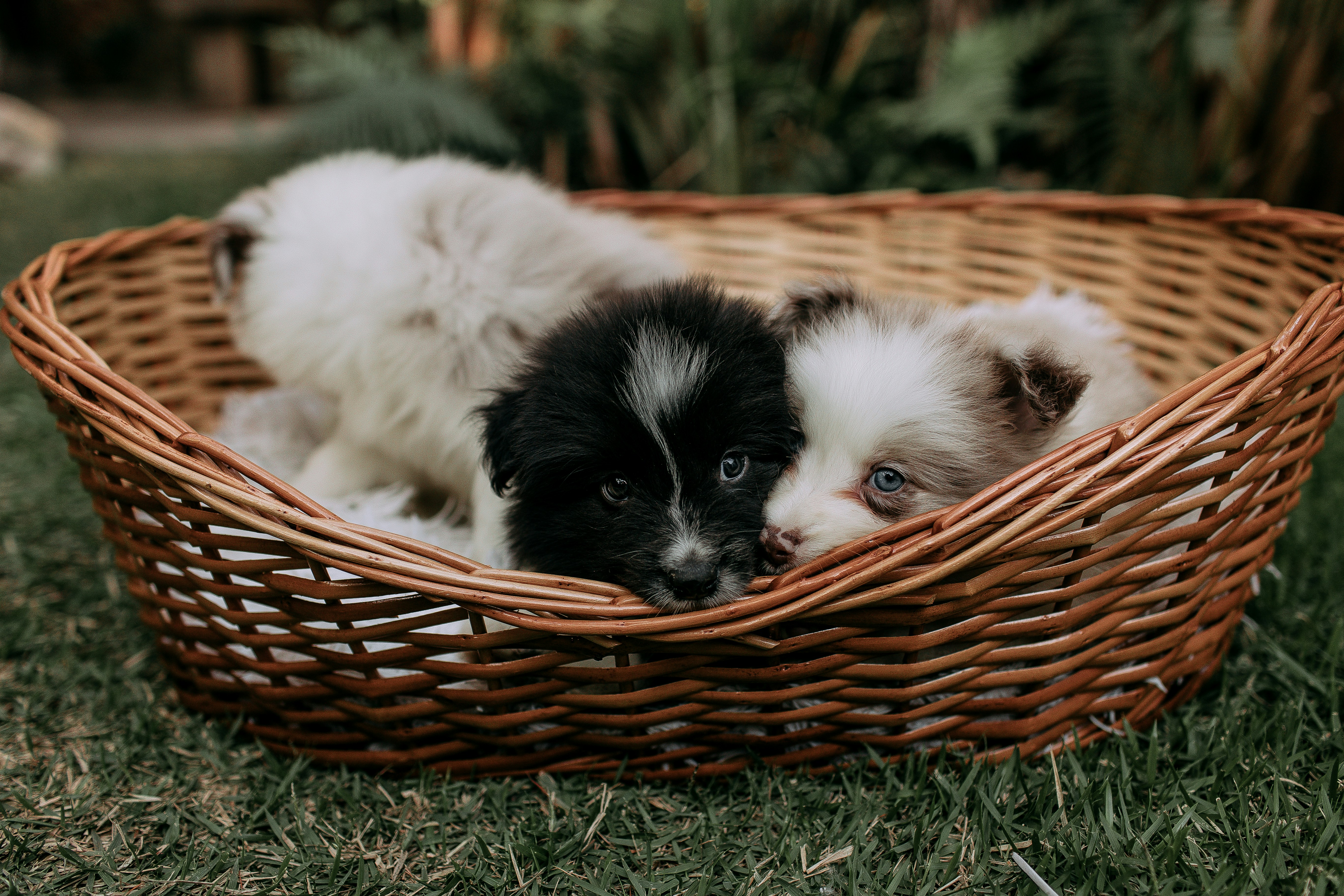 Three fluffy pups in a woven basket resting on grass