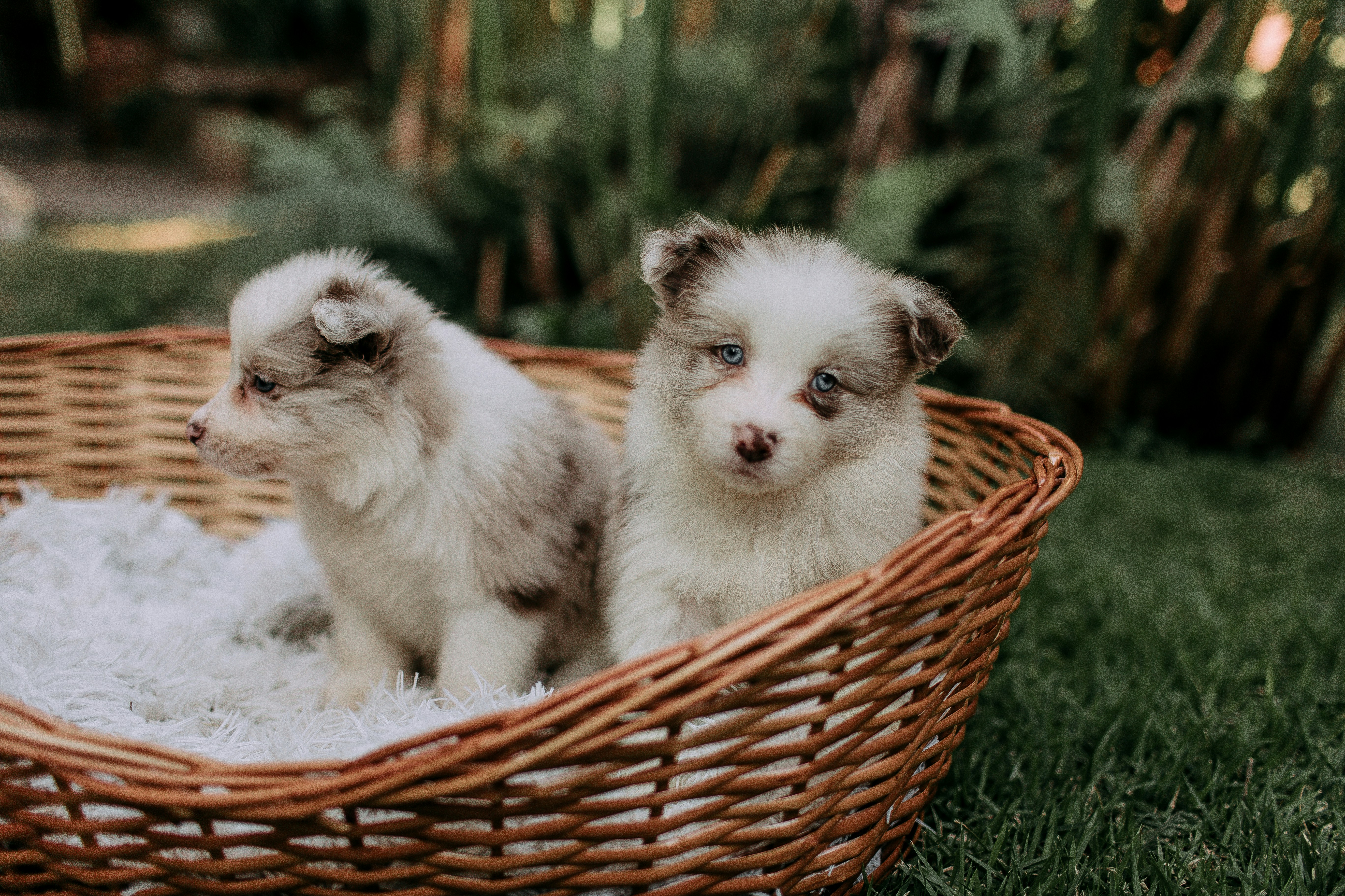 Curious Collage: Two Husky-Like Puppies in a Wicker Basket