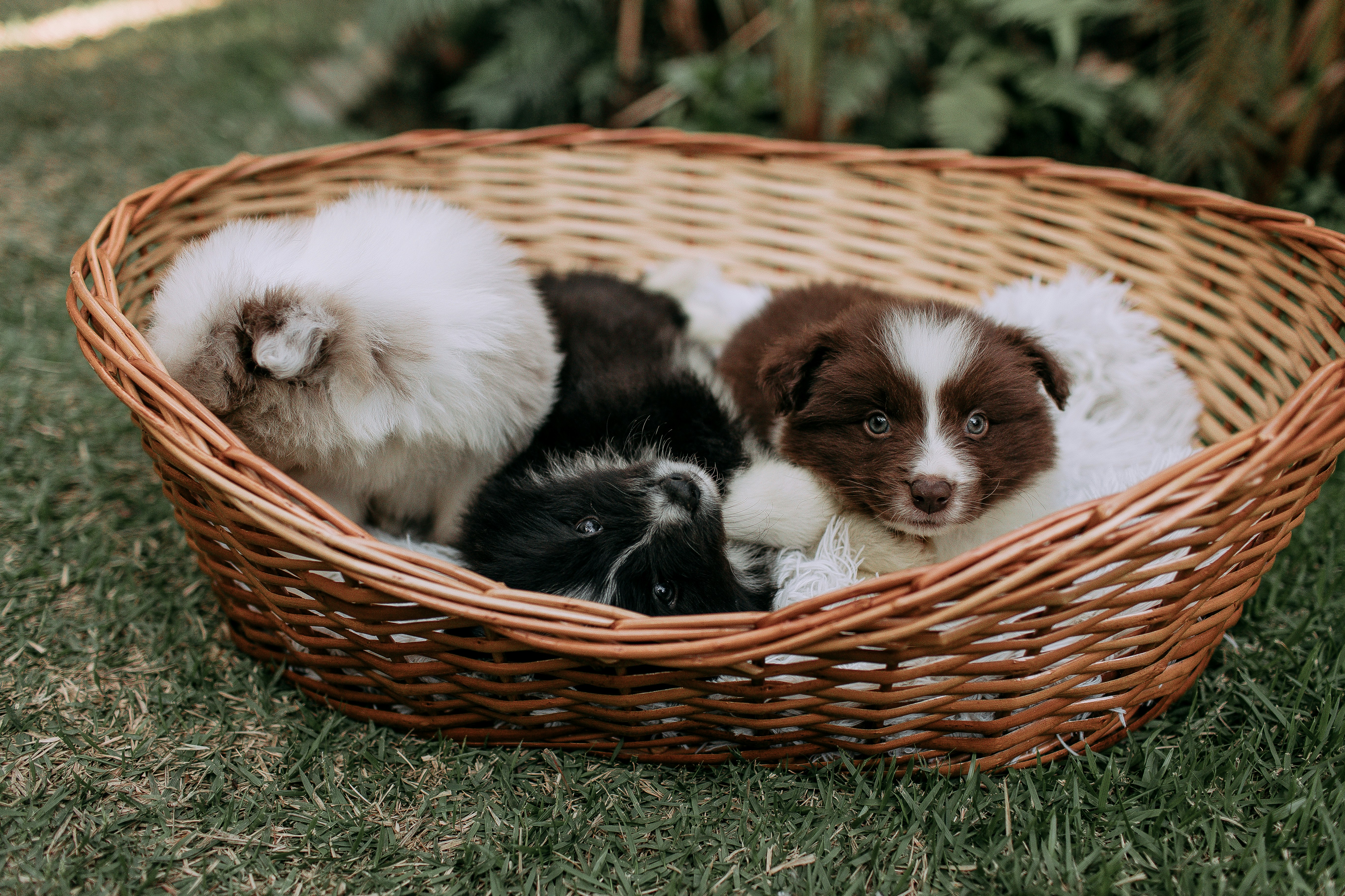 Basket of Tuckered Pups: Brown, Black, and White in a Cozy Basket