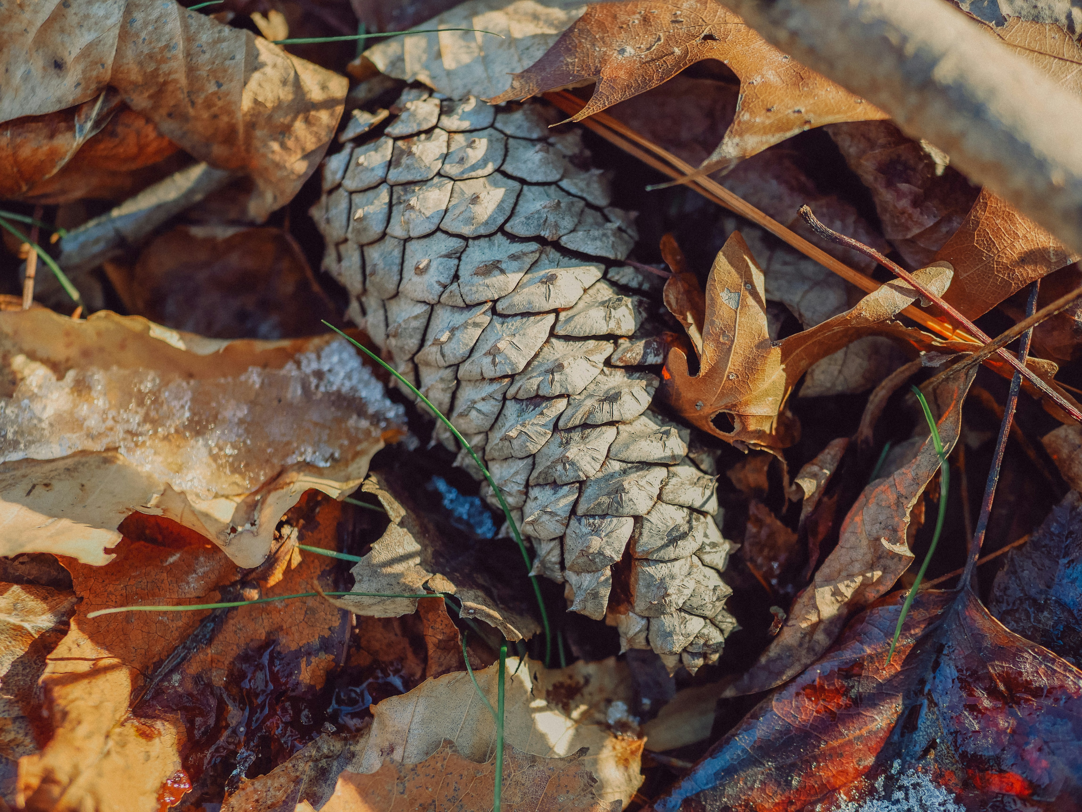Hidden Pinecone Among Autumn Leaves