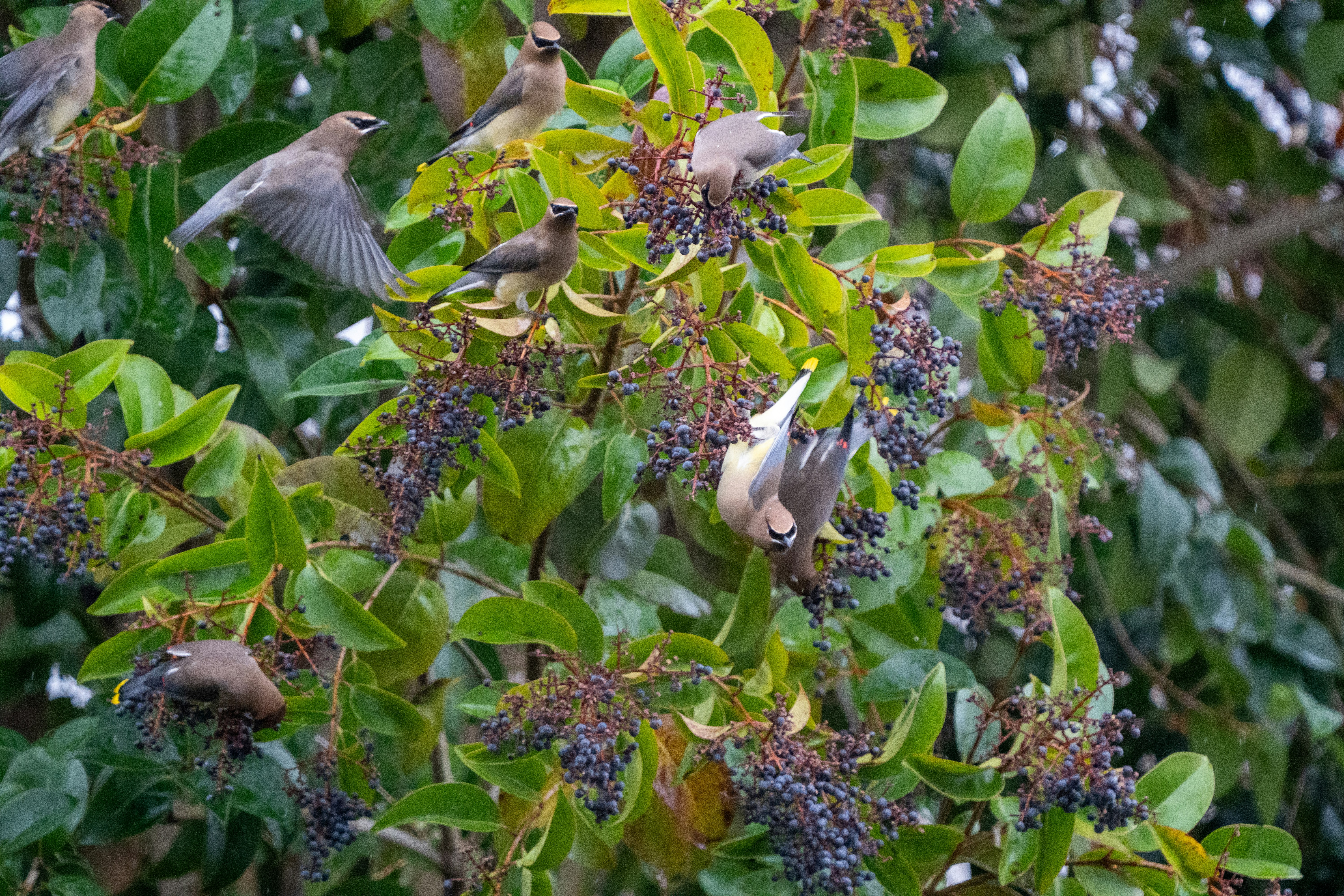 Flight Amid the Berries: A Flock of Warblers Navigates a Bush of Indigo Berries