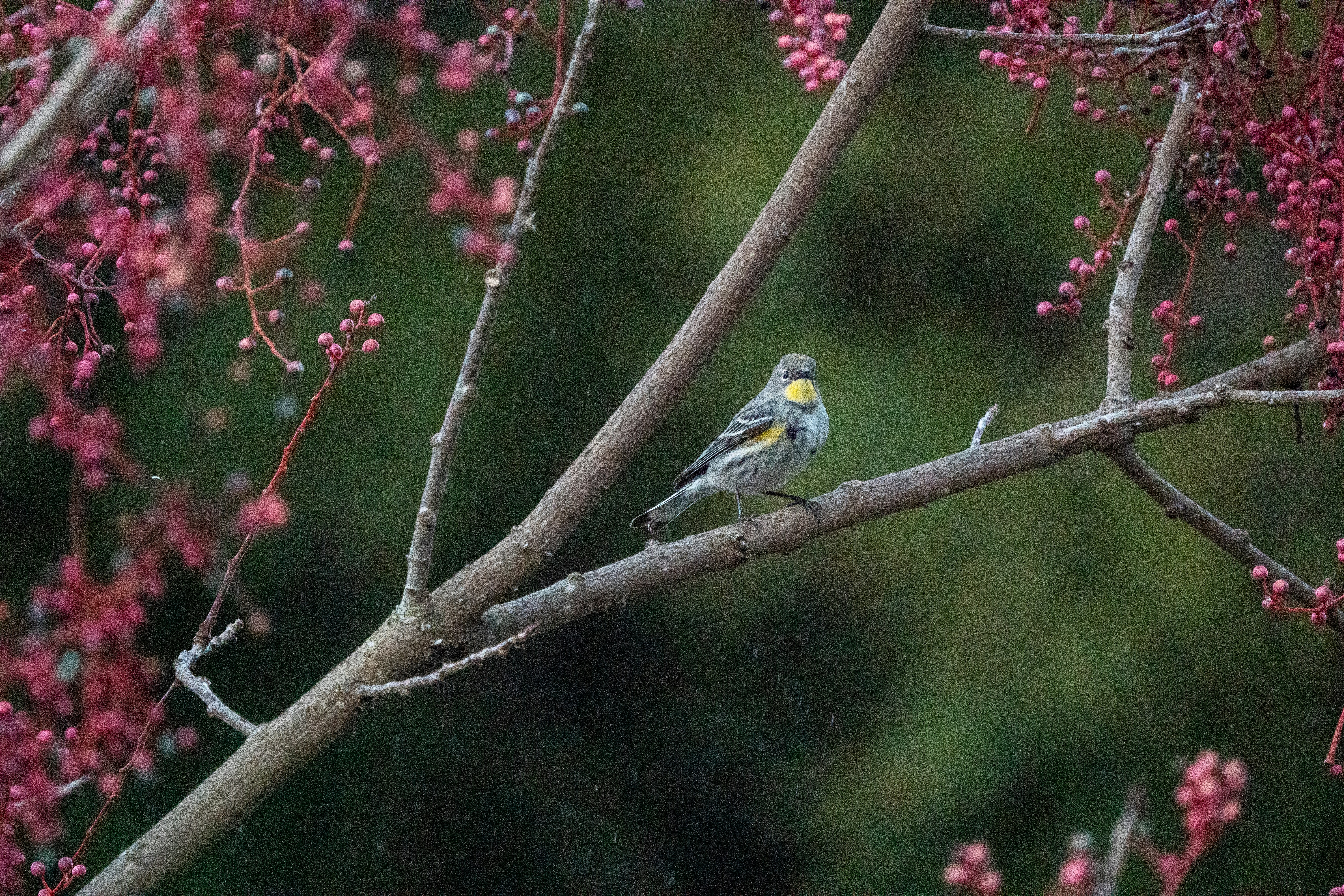 Small Songbird on a Winter-Blooming Branch