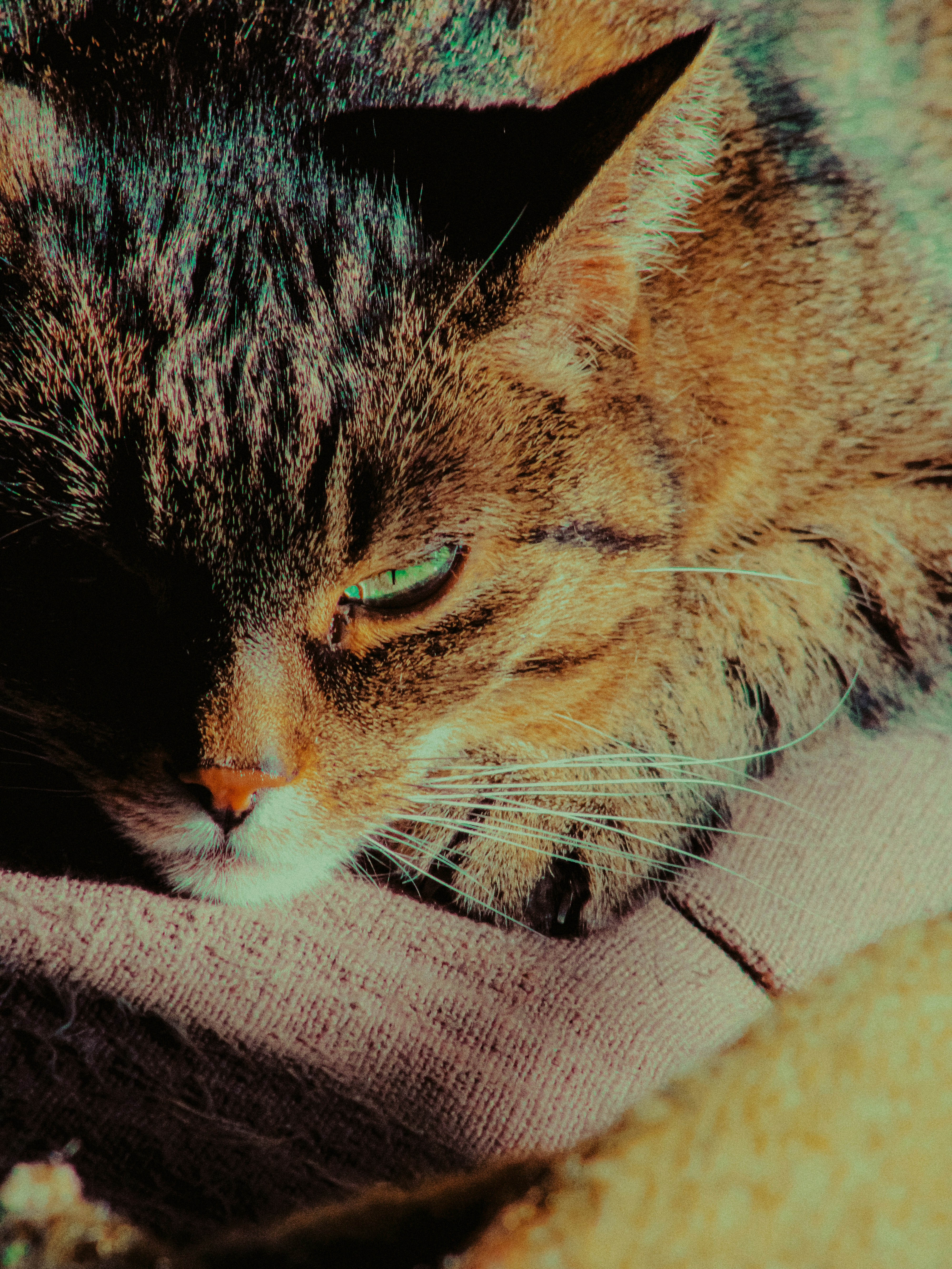 Partial Portrait in Warm Sun: A Cat Resting with Emerald Gaze