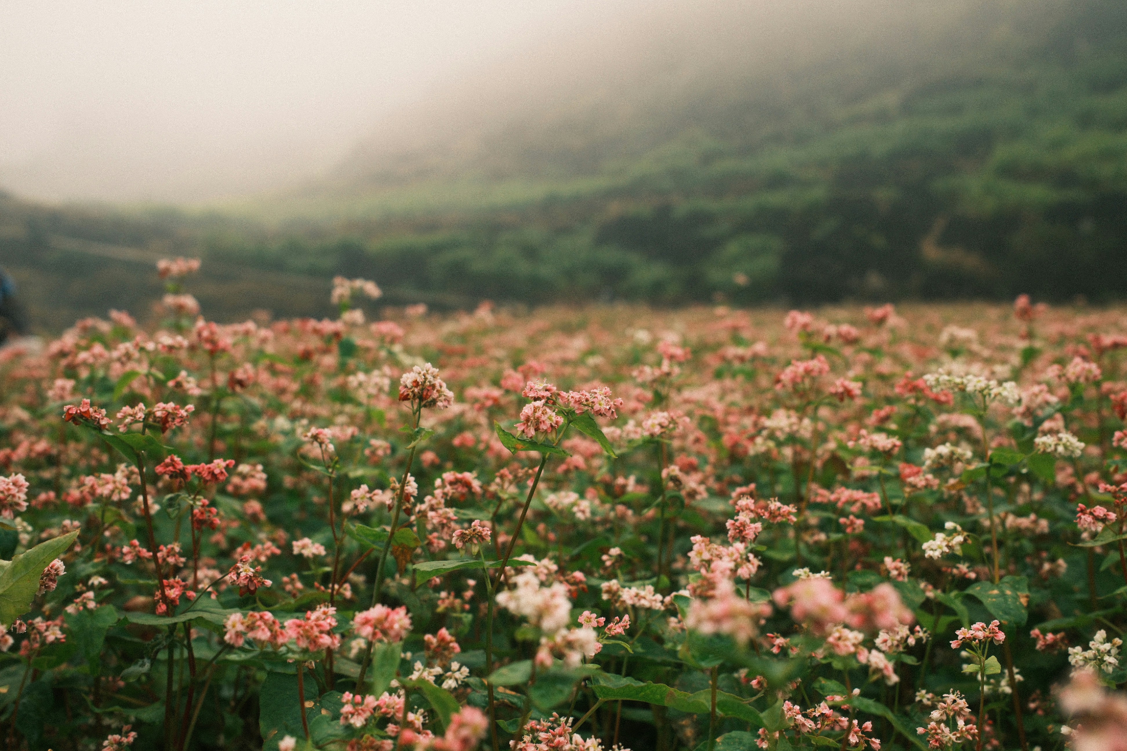Meadow in Mist: Blush Flowers Under a Quiet Horizon