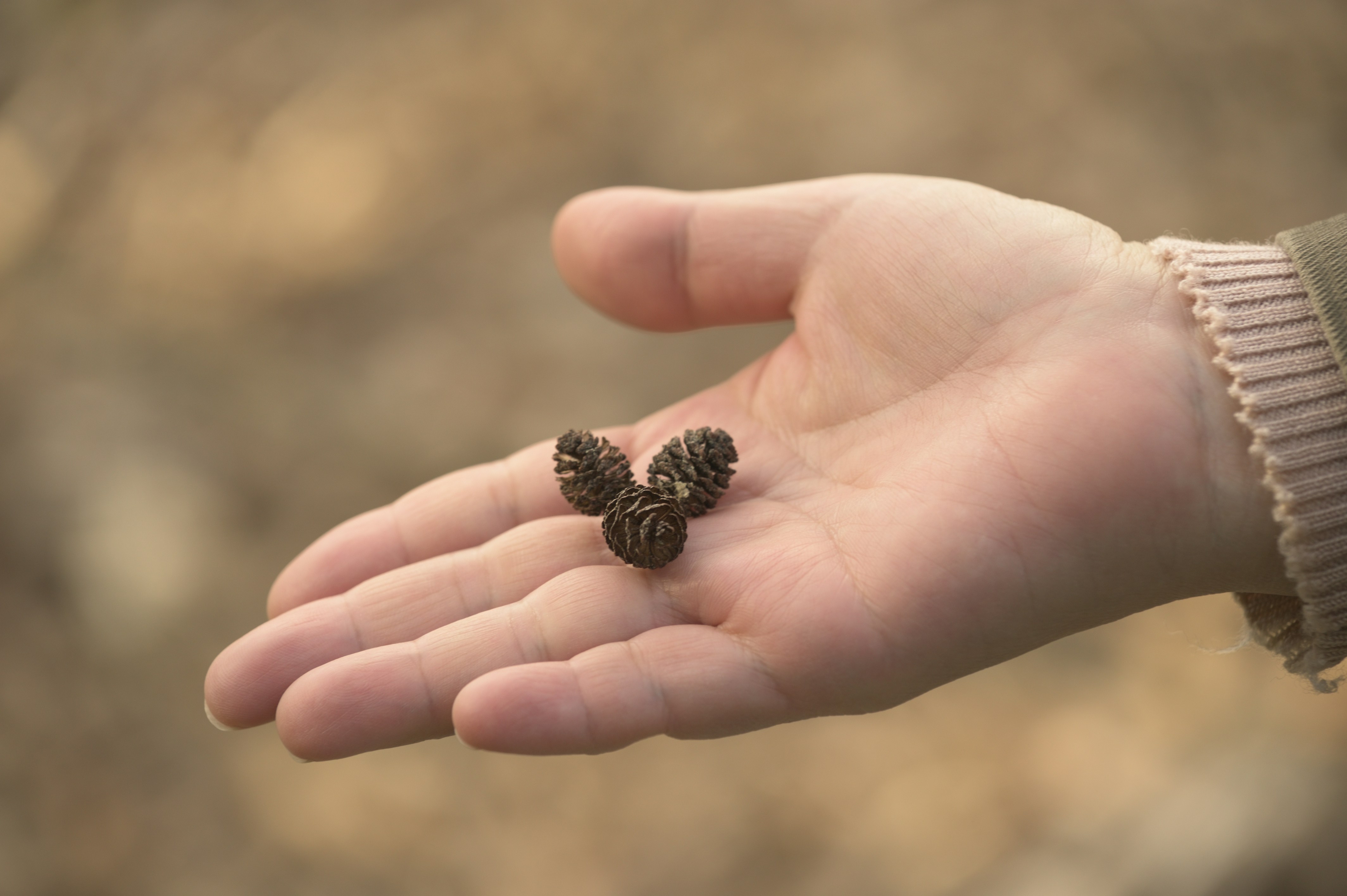 Tiny pinecones resting on an open palm