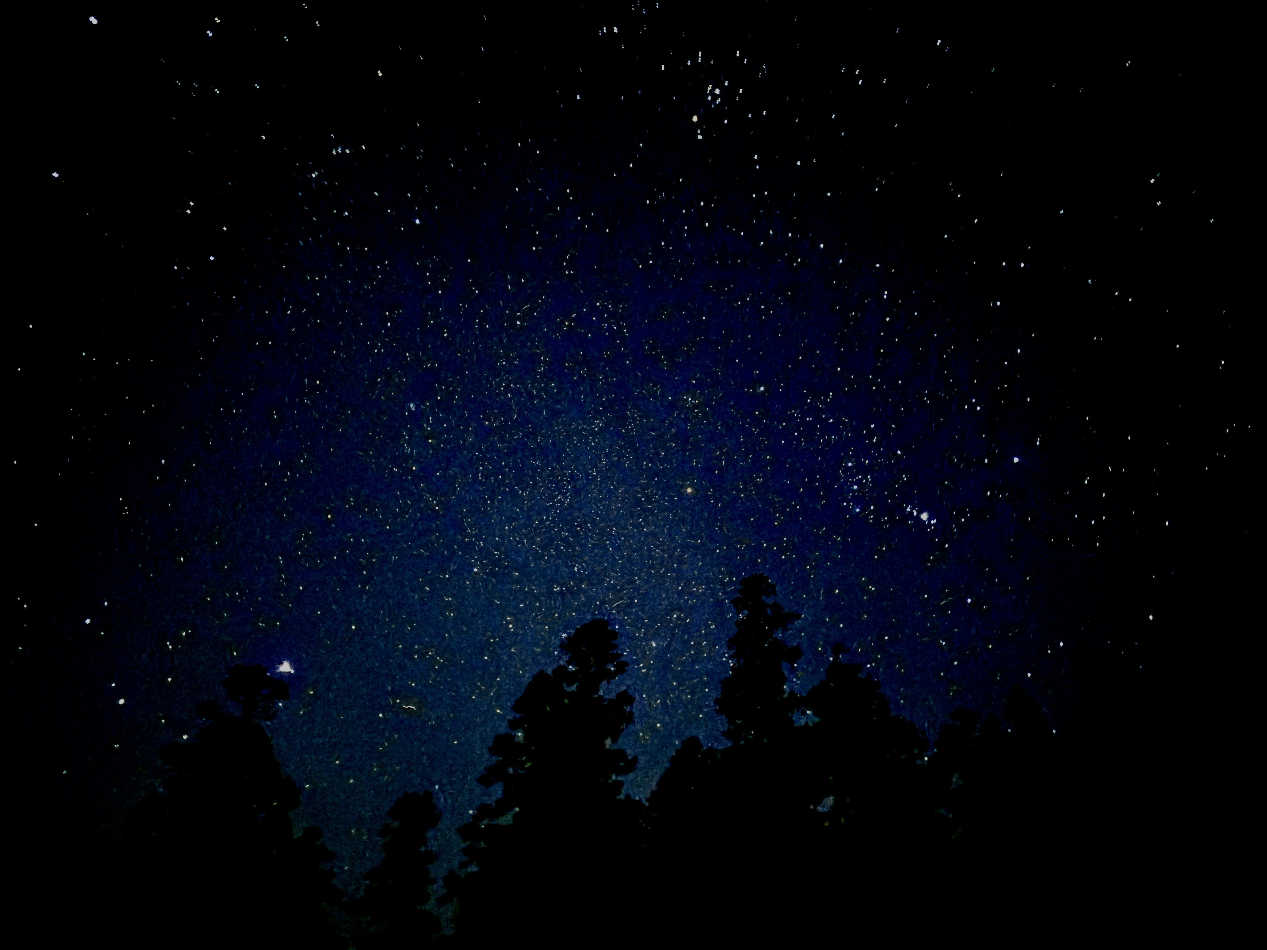 A clear night sky full of stars above trees. photo – Free Forest Image ...